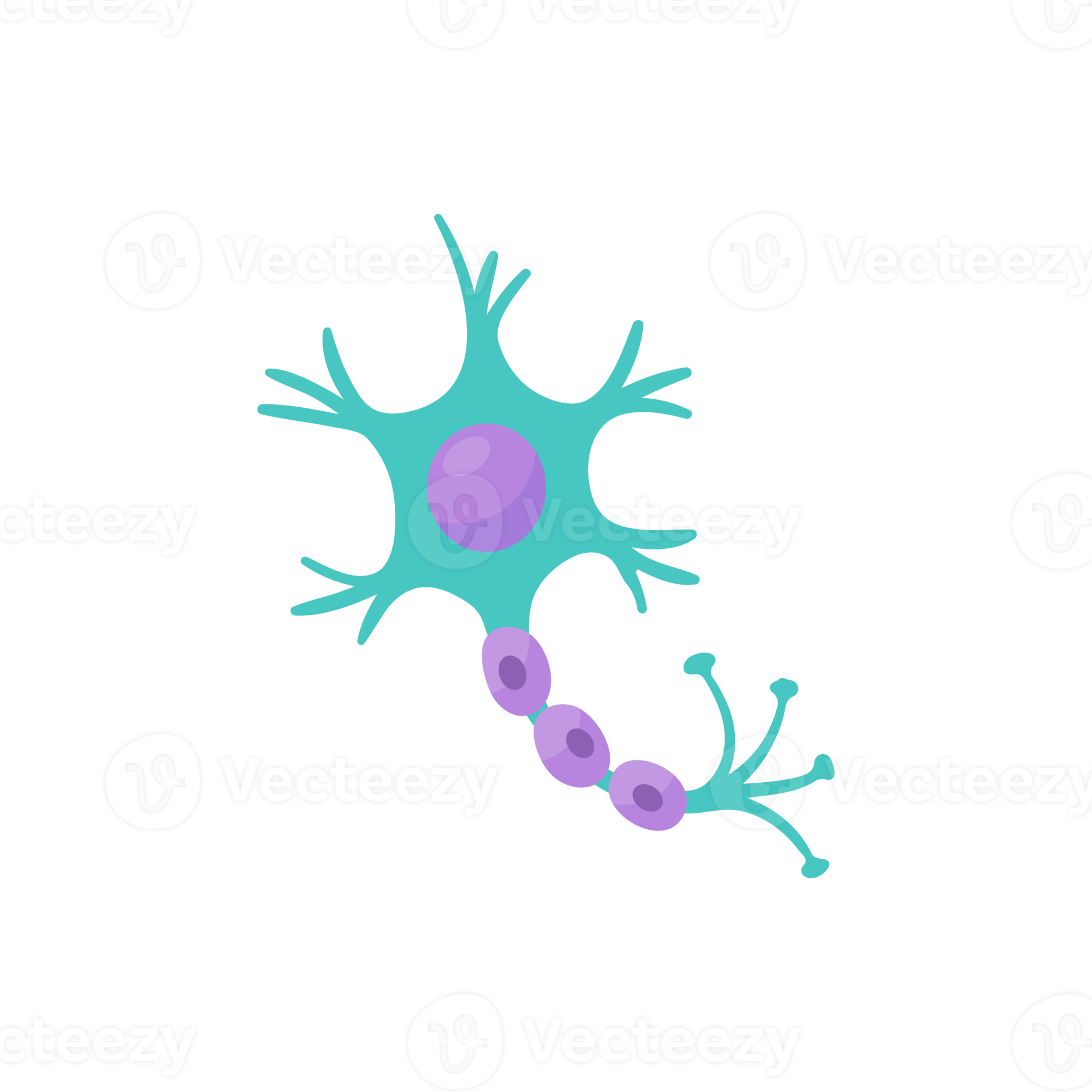 human sensory neuron model for biology studies 14550679 PNG human sensory neuron model for biology studies 14550679 PNG