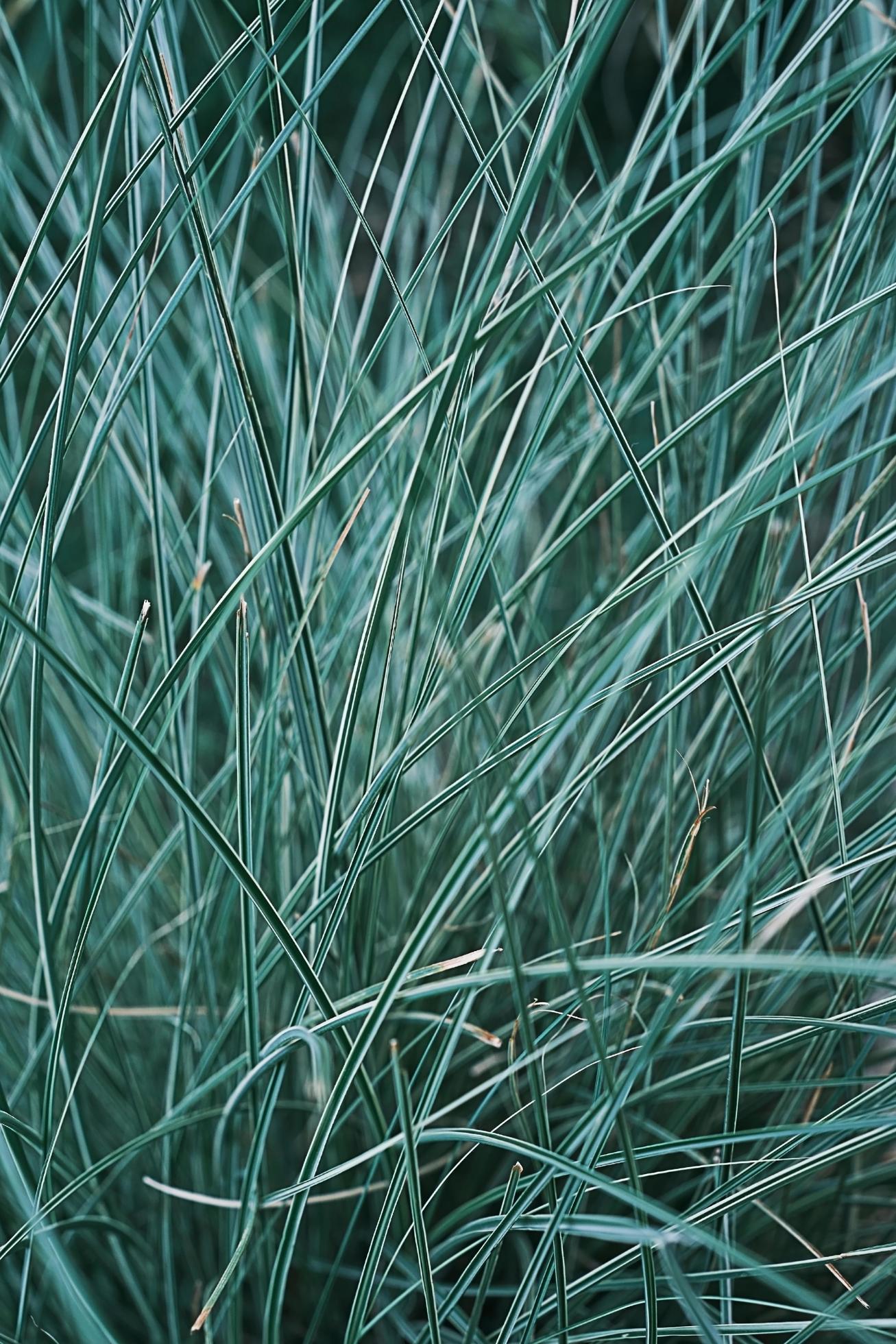 Blurred natural background. Turquoise garden grass vertical, selective ...