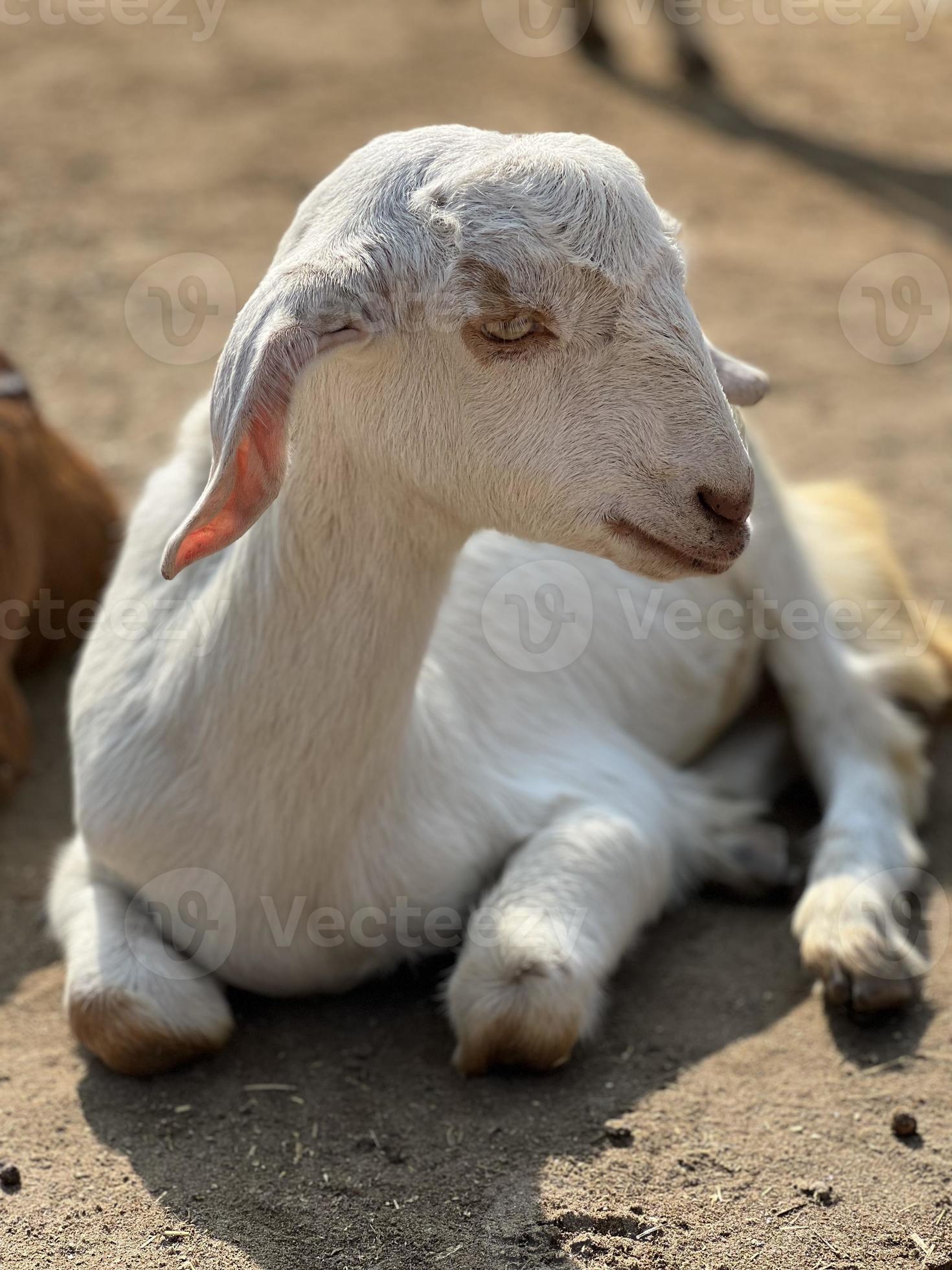 Young little goat baby black and white 14565144 Stock Photo at Vecteezy