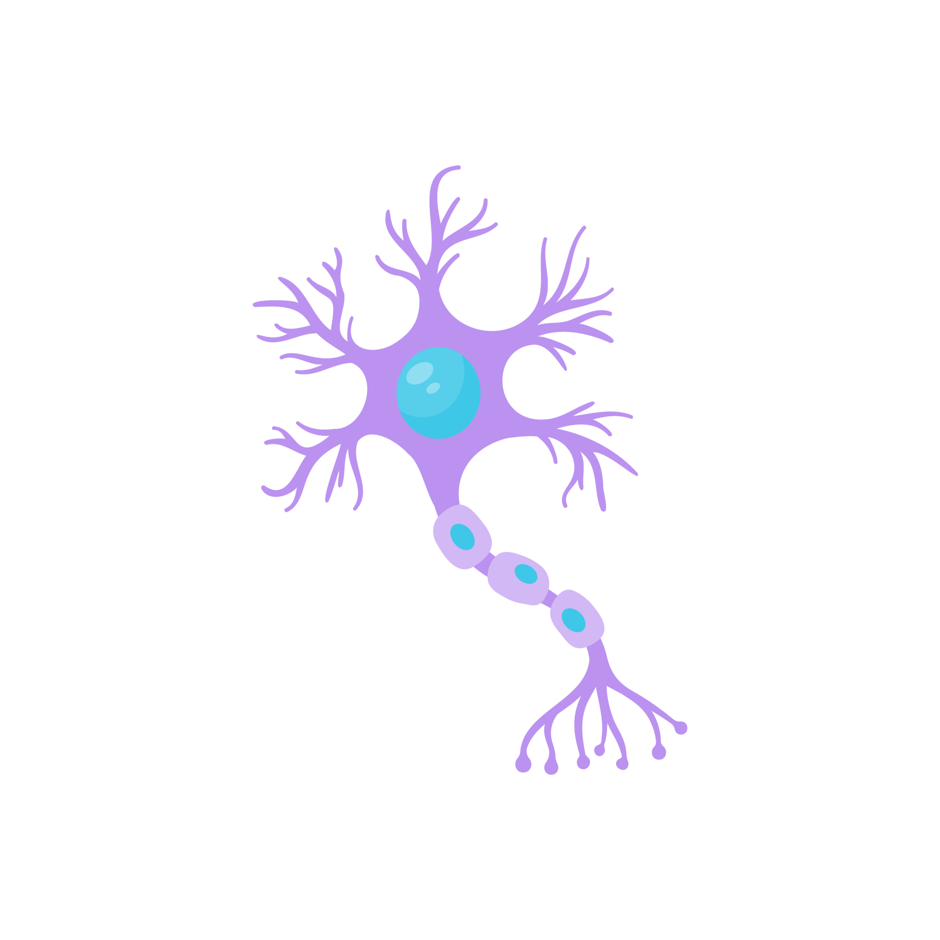 human sensory neuron model for biology studies 14568150 PNG human sensory neuron model for biology studies 14568150 PNG