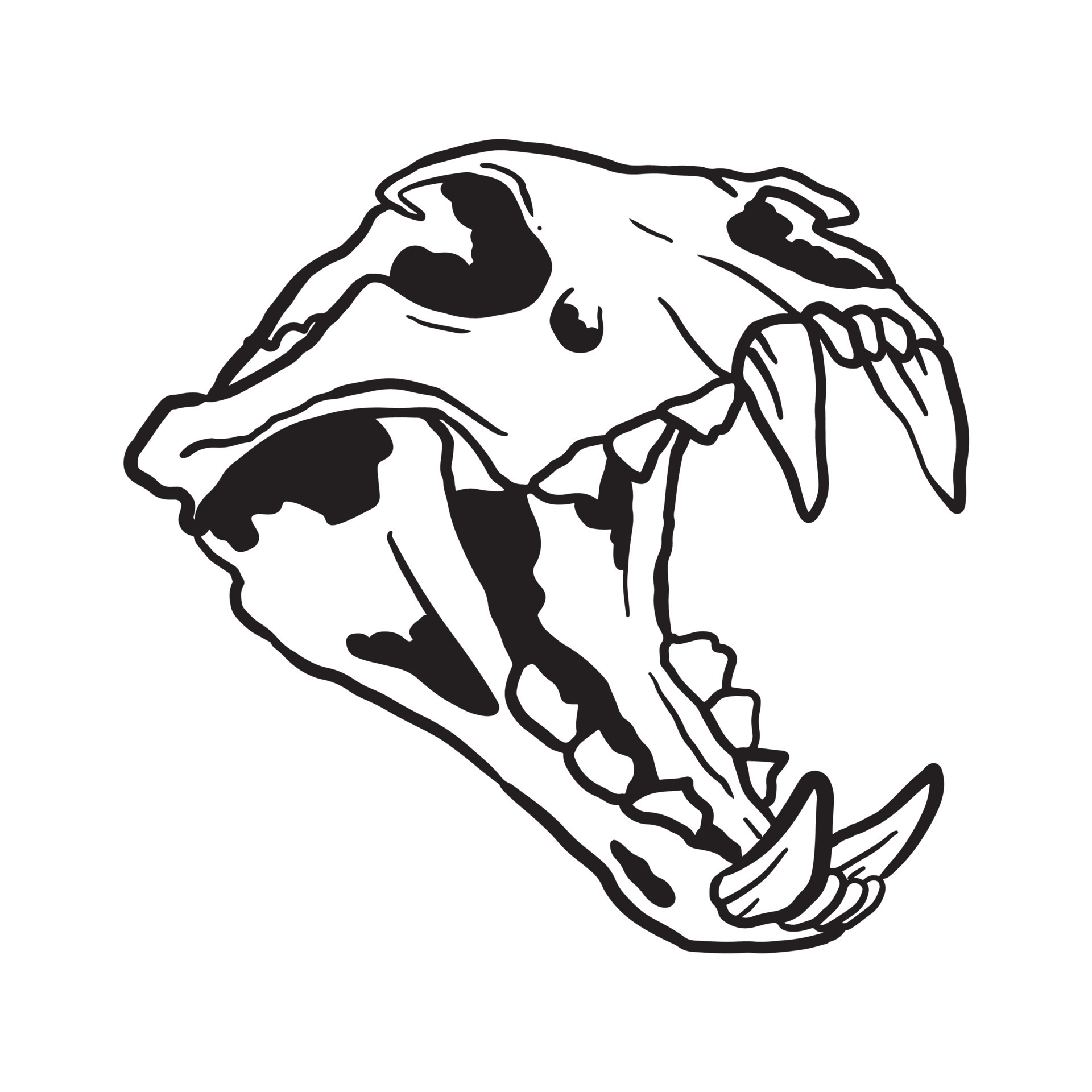 Cat Skull Illustration 14622803 Vector Art At Vecteezy