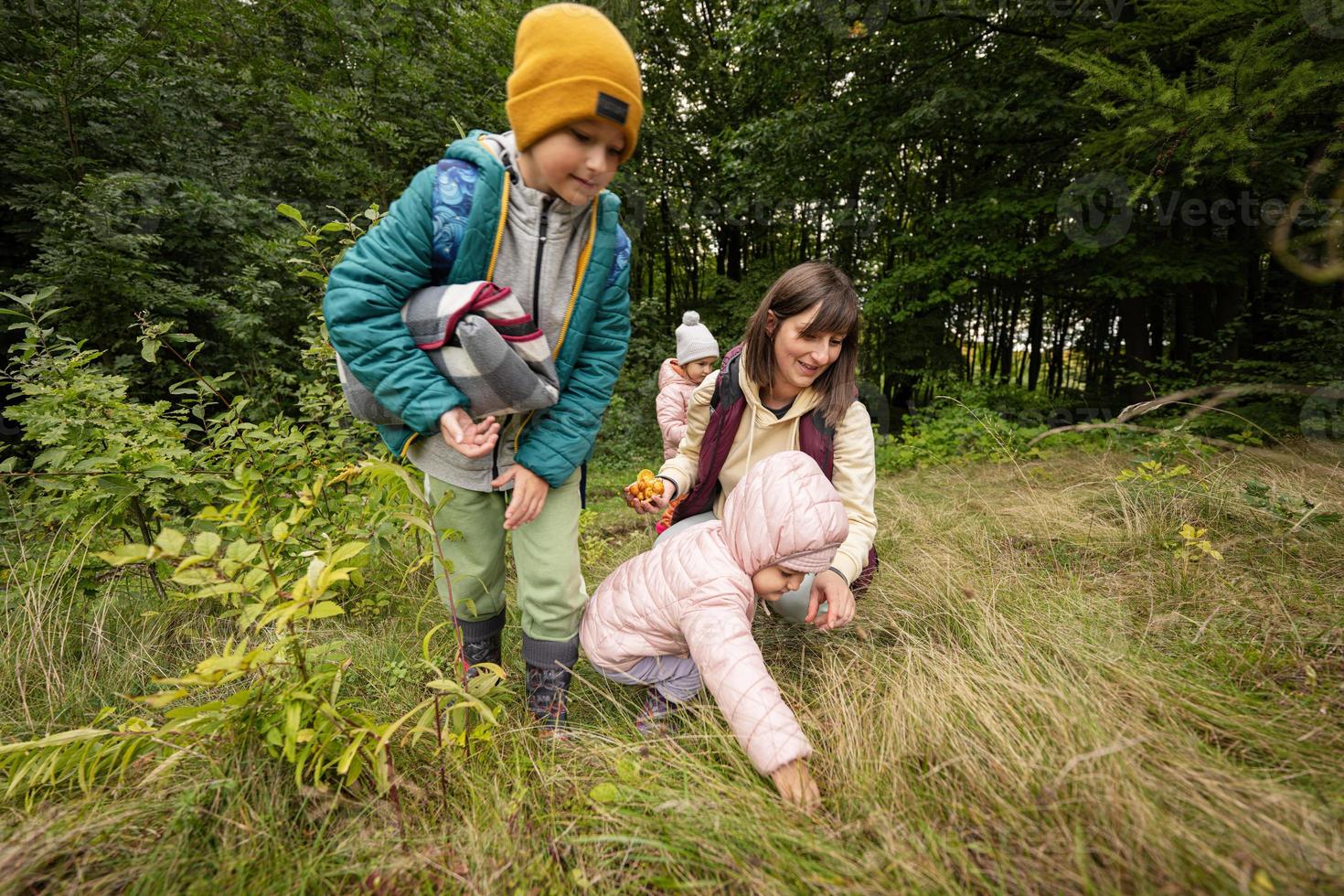Mother and children searching mushrooms in the wild forest. 14703361 ... Mother and children searching mushrooms in the wild forest. 14703361 ...