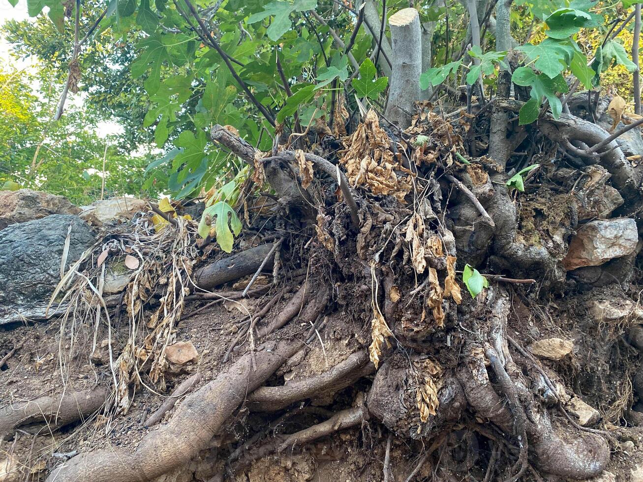 Large powerful tree roots in the ground, uprooted tree from the soil in ...