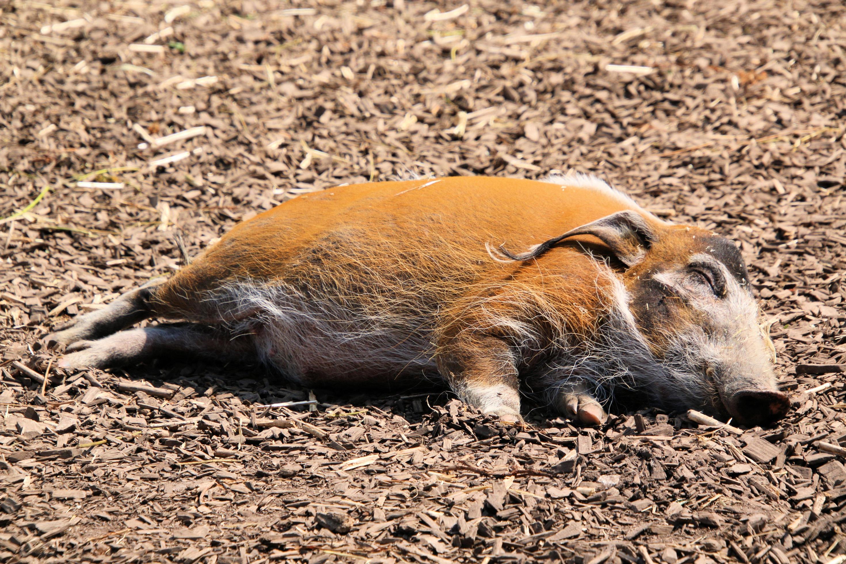 A view of a Red River Hog 14791787 Stock Photo at Vecteezy