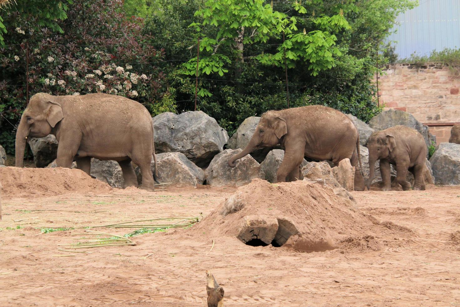 Baby Elephants Stock Photos, Images and Backgrounds for Free Download