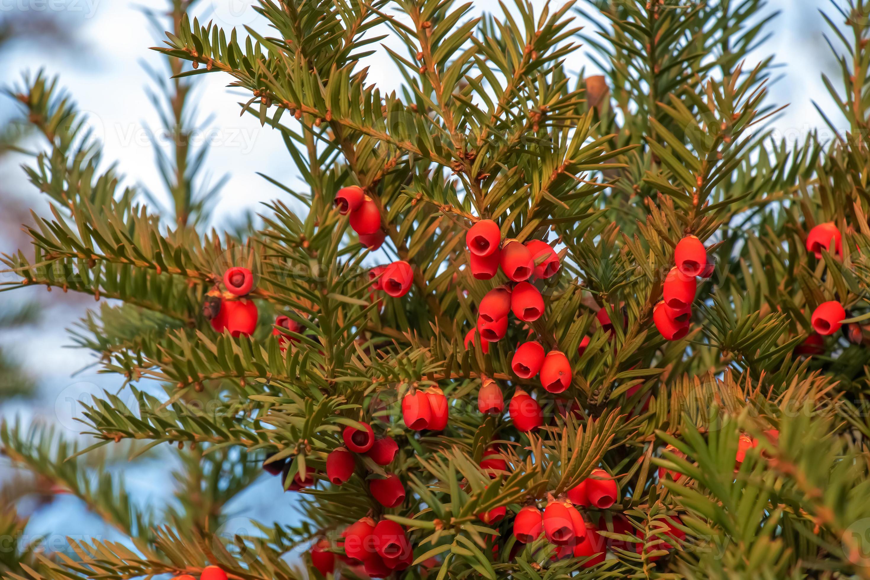 Yew tree with red fruits. Taxus baccata. Branch with mature berries ... Yew tree with red fruits. Taxus baccata. Branch with mature berries ...