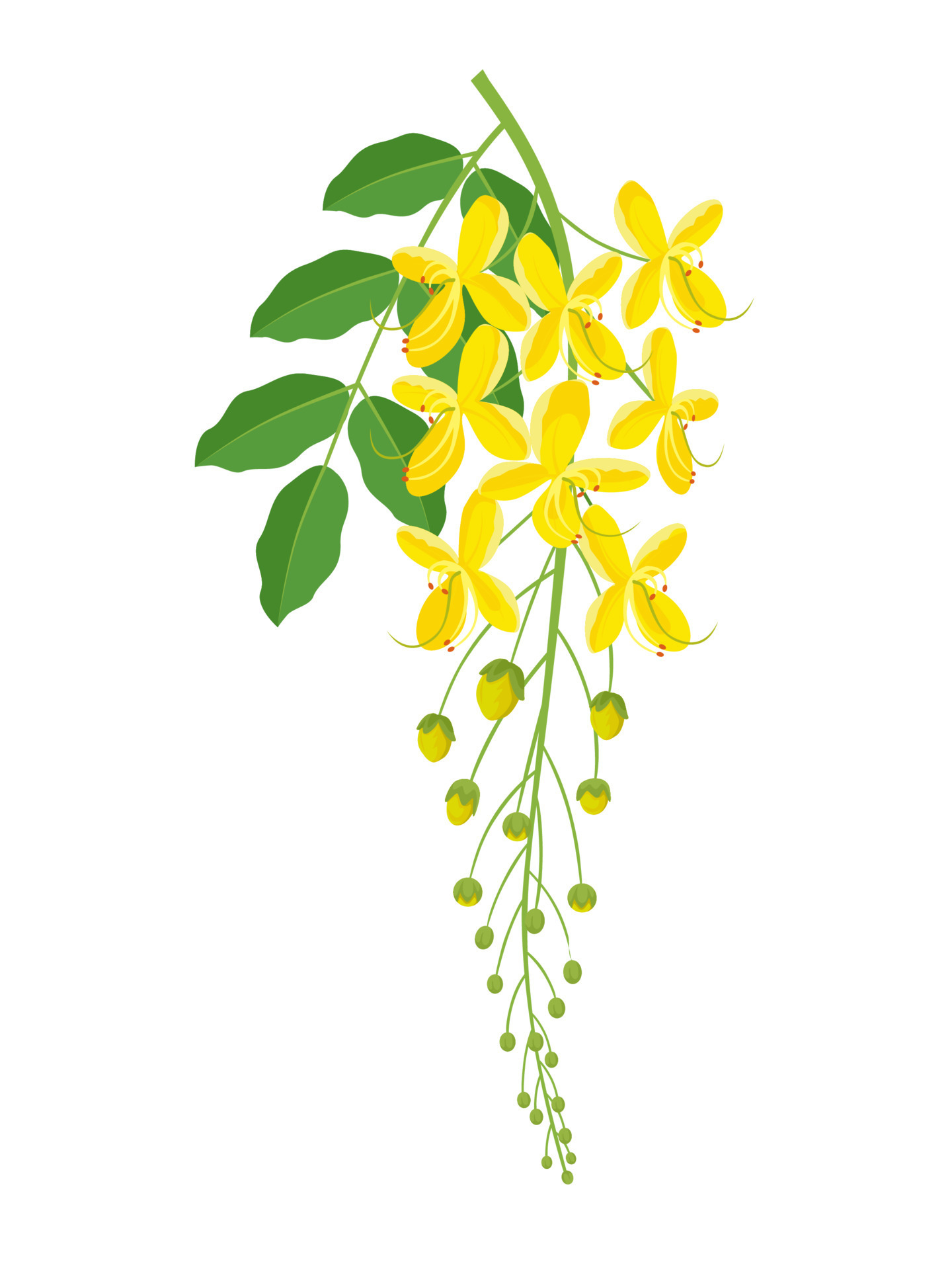 Vector illustration, Kanikonna or cassia fistula, also called golden shower flower, isolated on ...