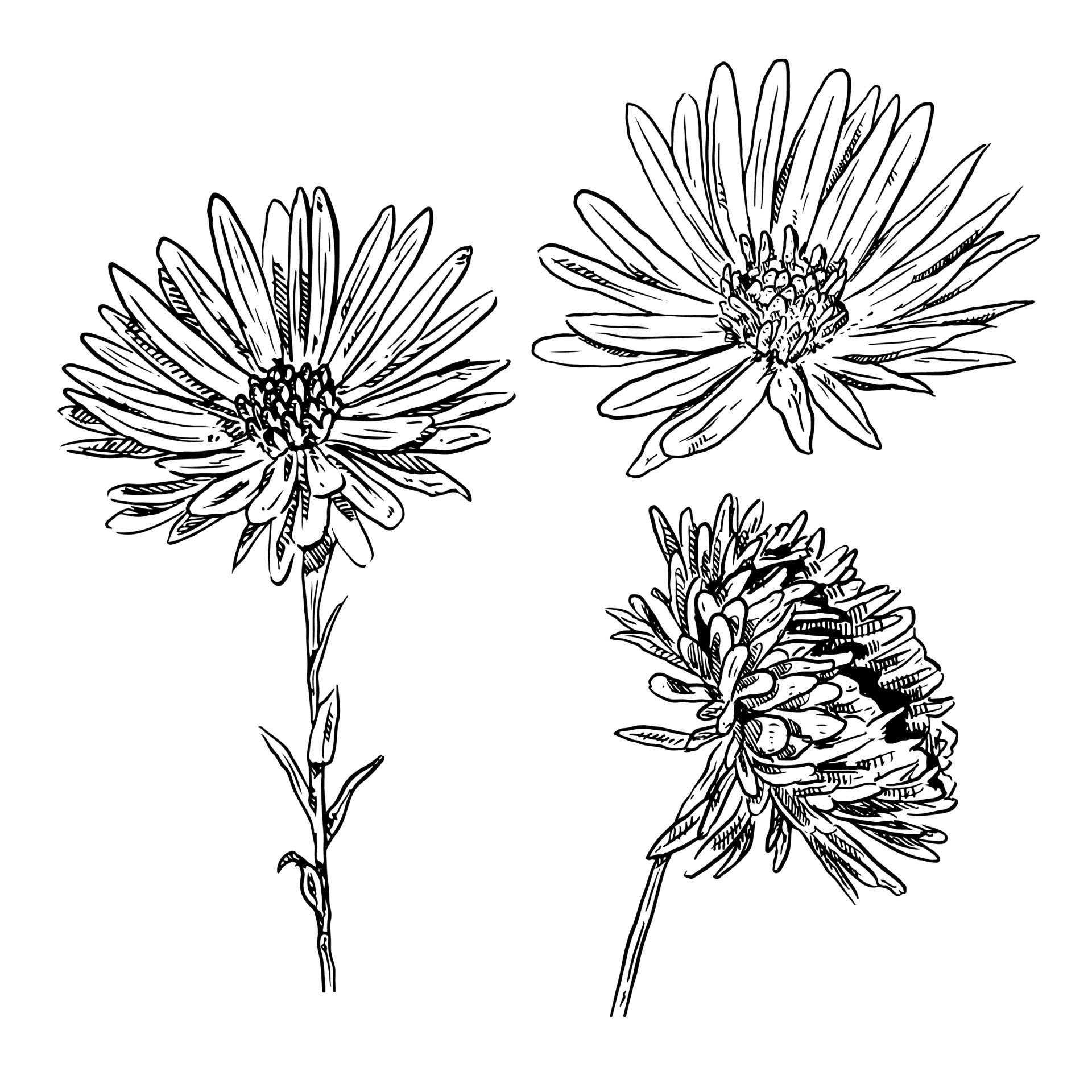 Set Of Sketch And Hand Drawn Element Aster Flower Collection Set
