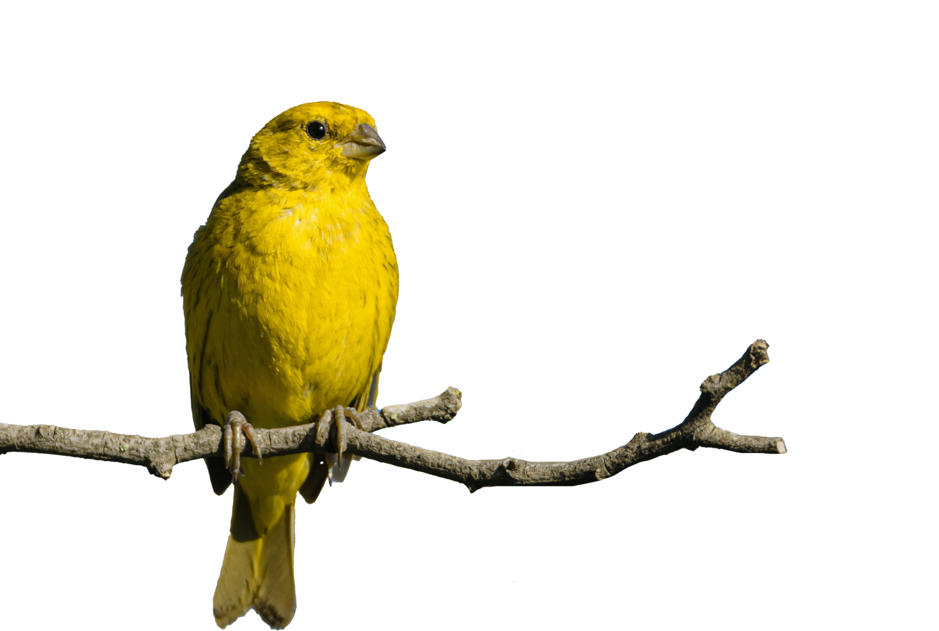 yellow bird perched on a branch 14919828 PNG yellow bird perched on a branch 14919828 PNG