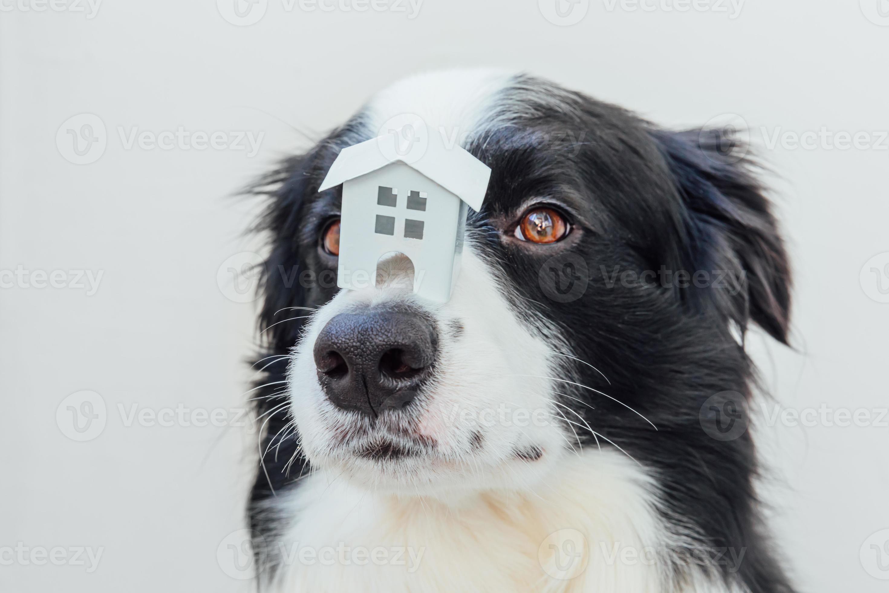 Funny portrait of cute puppy dog border collie holding miniature toy model house on nose ...