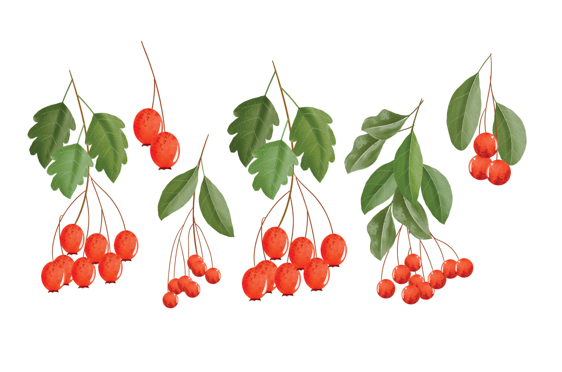 Colorful red berries with leaves and branches watercolor clipart set ... Colorful red berries with leaves and branches watercolor clipart set ...