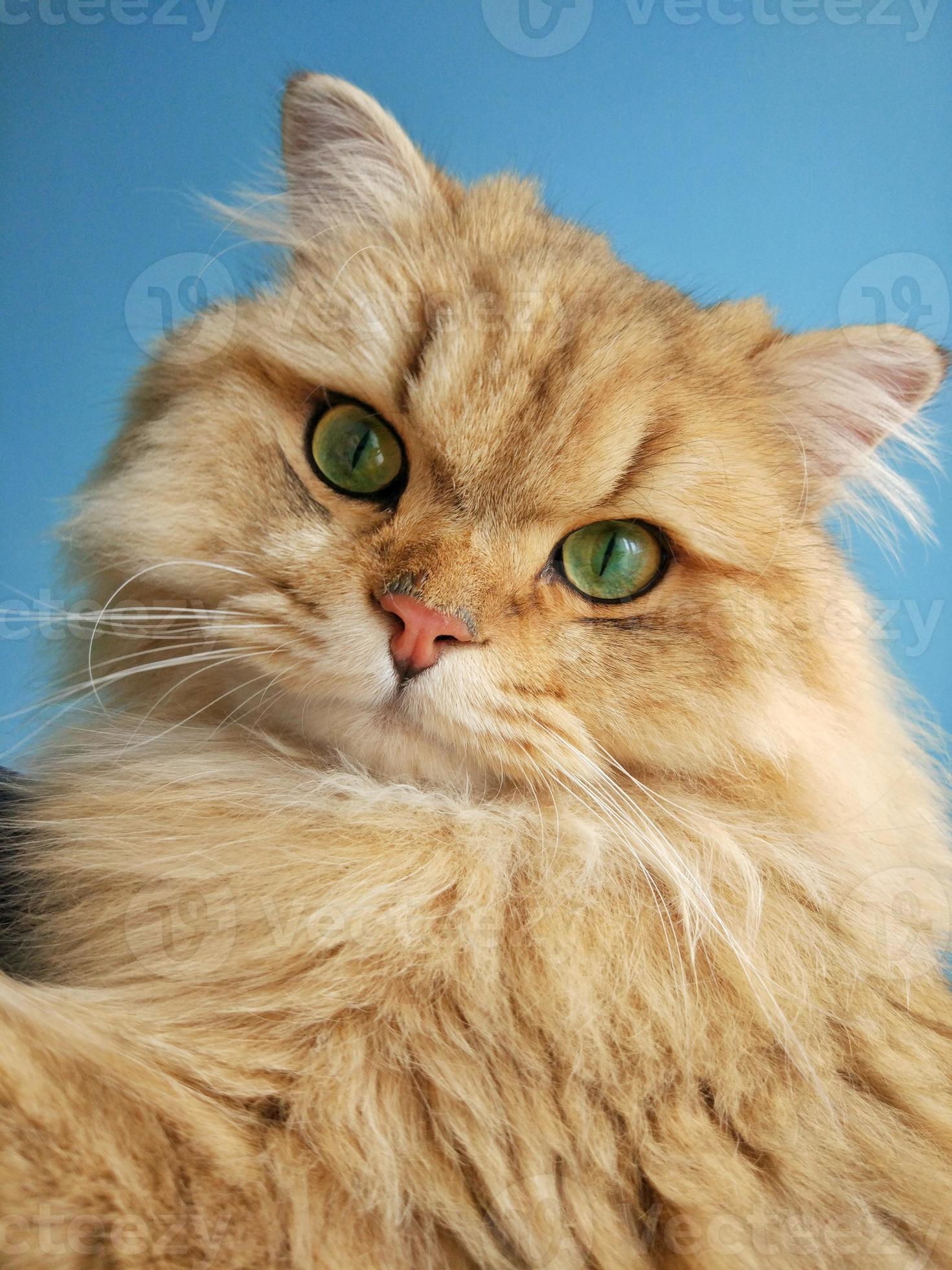 Fluffy Ginger British Longhair Cat Portrait Close Up Cute Cat Looking