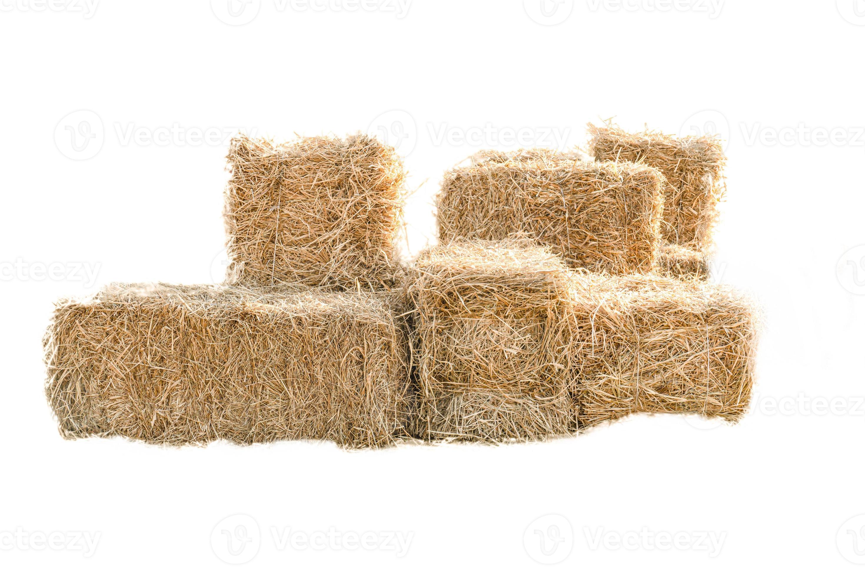 Golden yellow haystack isolated on a white background hay is a tightly ... Golden yellow haystack isolated on a white background hay is a tightly ...