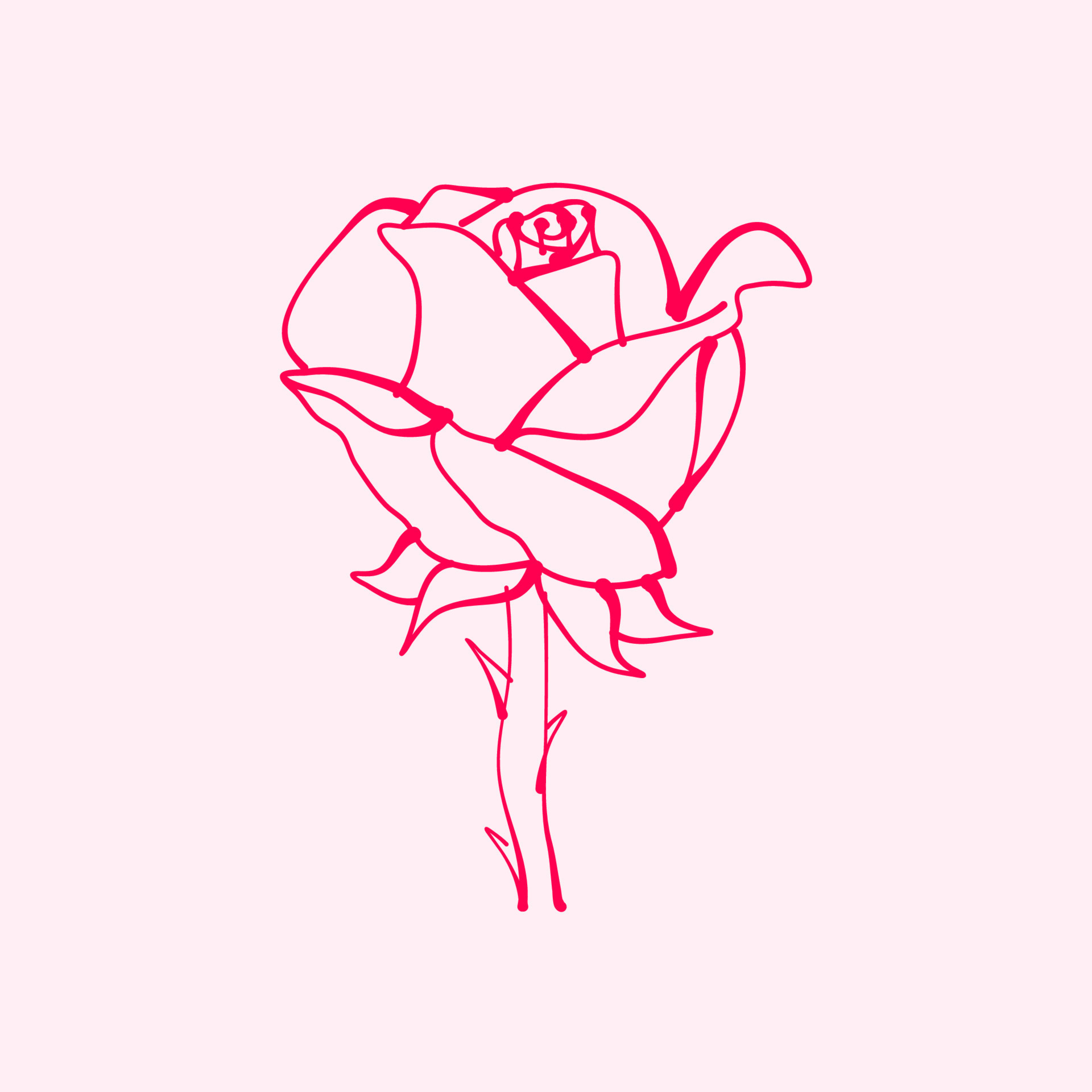 Hand Drawn Rose Drawing Of Rose Flower Rose Flower Illustration In