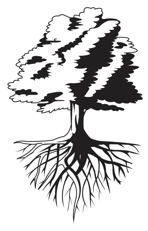 Tree Root Illustration 15025275 Vector Art At Vecteezy
