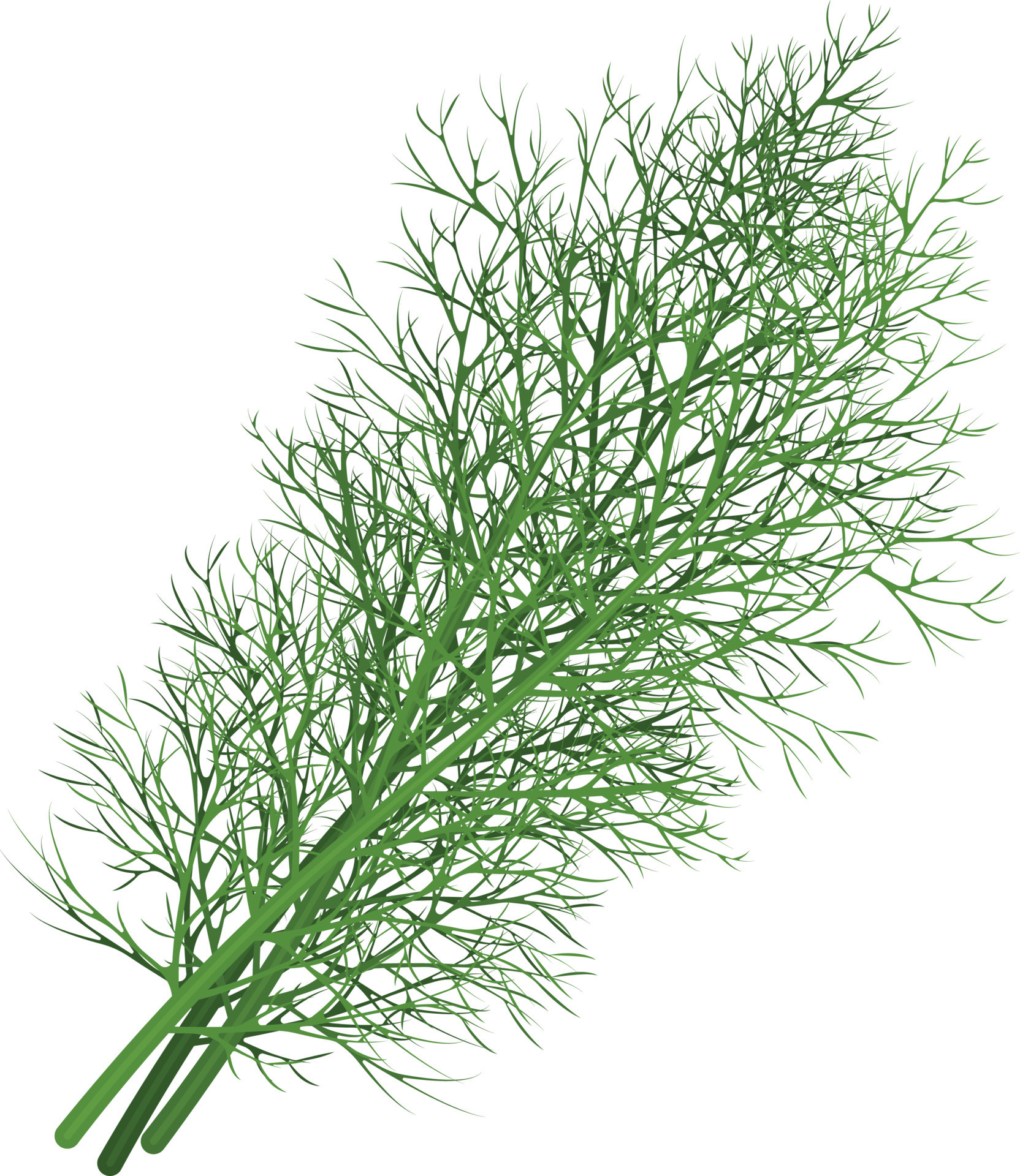 Dill Image Of Dill Twigs A Spicy Plant Dill For Spices Vector Illustration Isolated On A