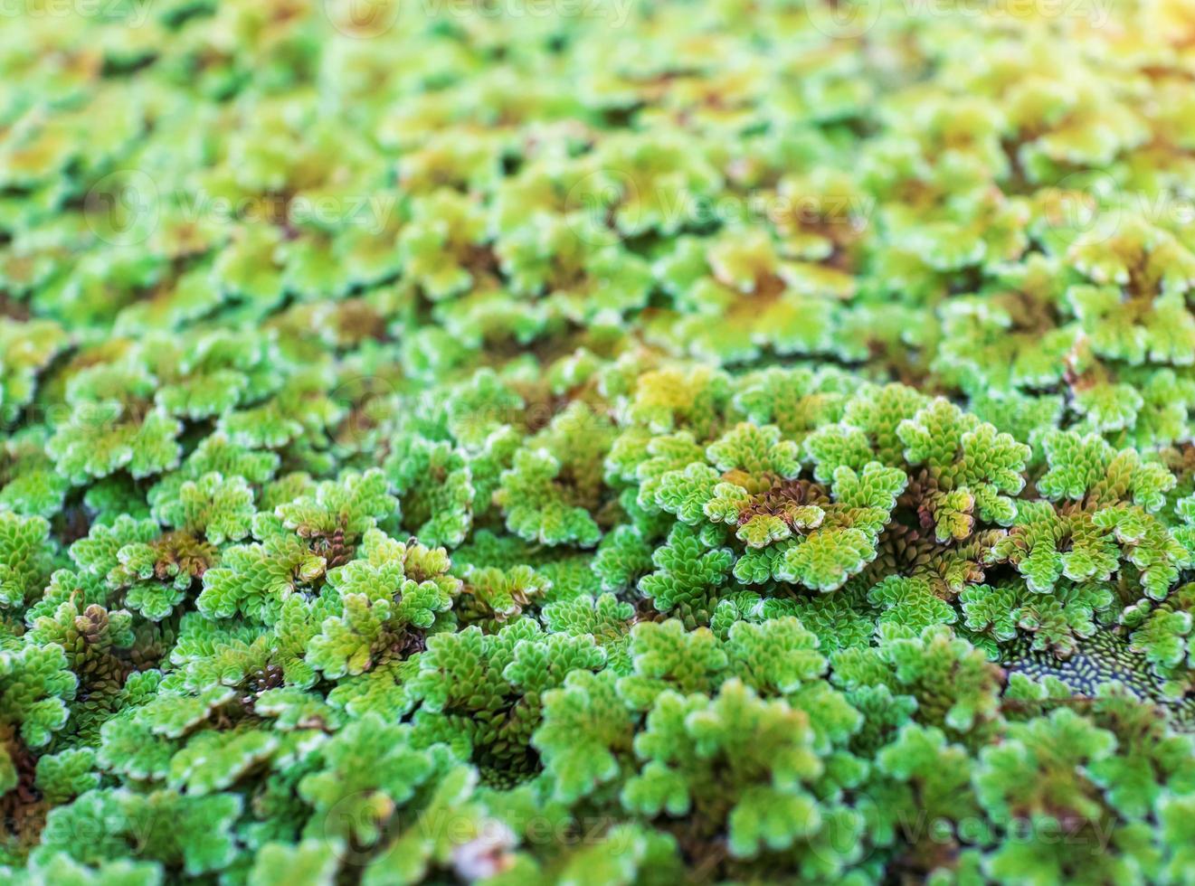 green floating Azolla Pinnata or Azolla microphylla at organic farm. Azolla Pinnata is useful ...