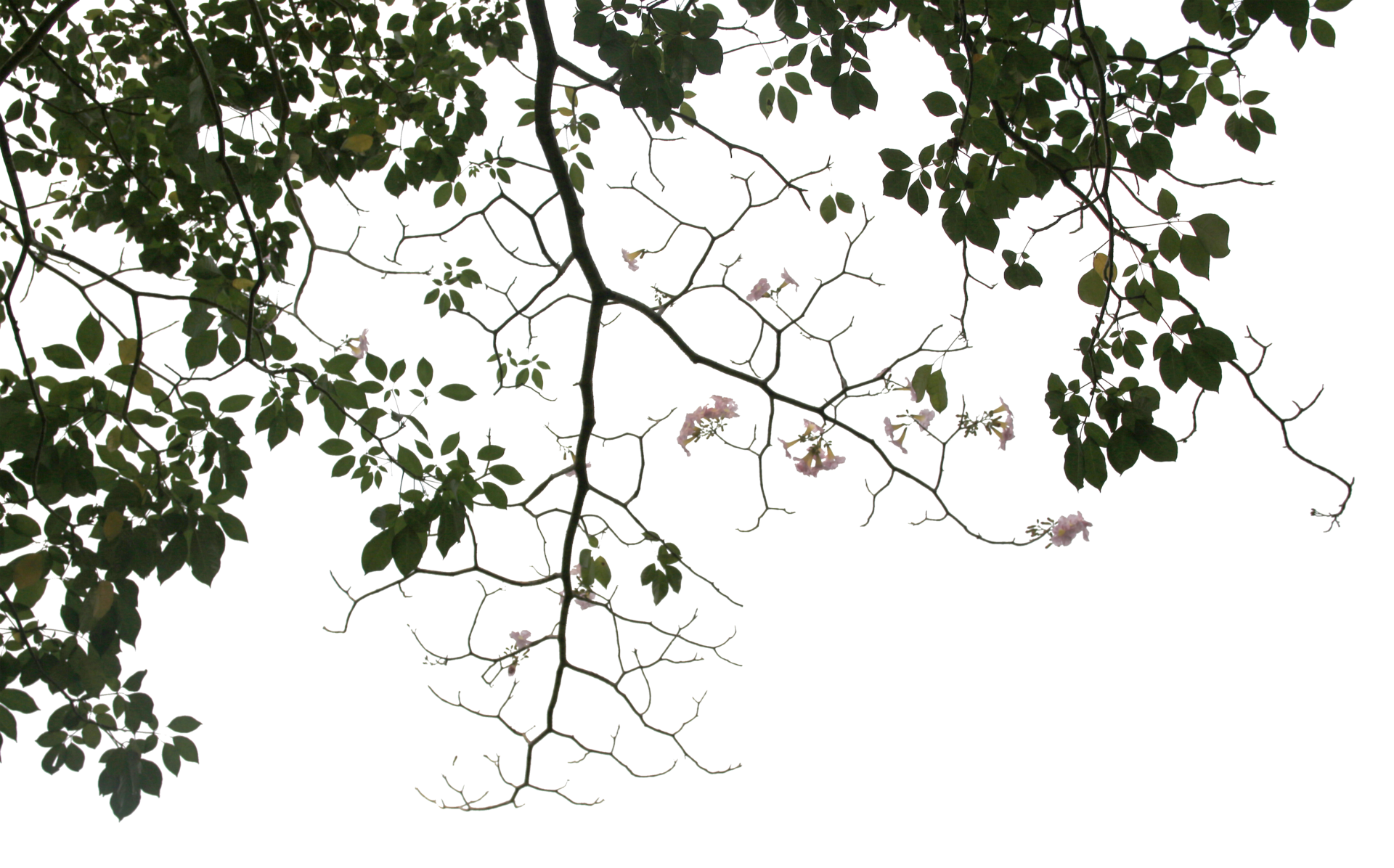 big tree and branches of tree on transparent background png file ...