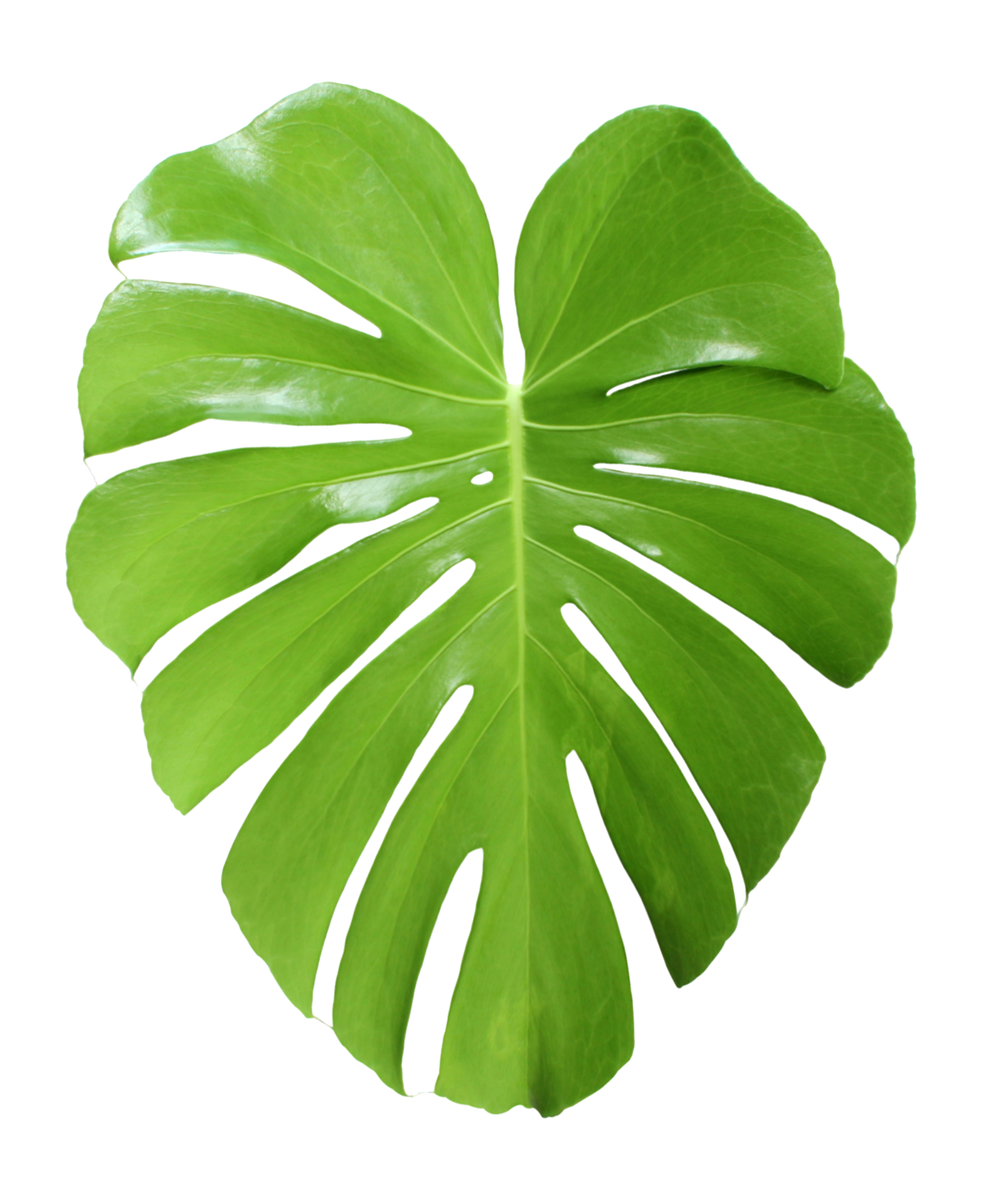 tropical jungle monstera leaves , Swiss Cheese leaf tree isolated on ... tropical jungle monstera leaves , Swiss Cheese leaf tree isolated on ...