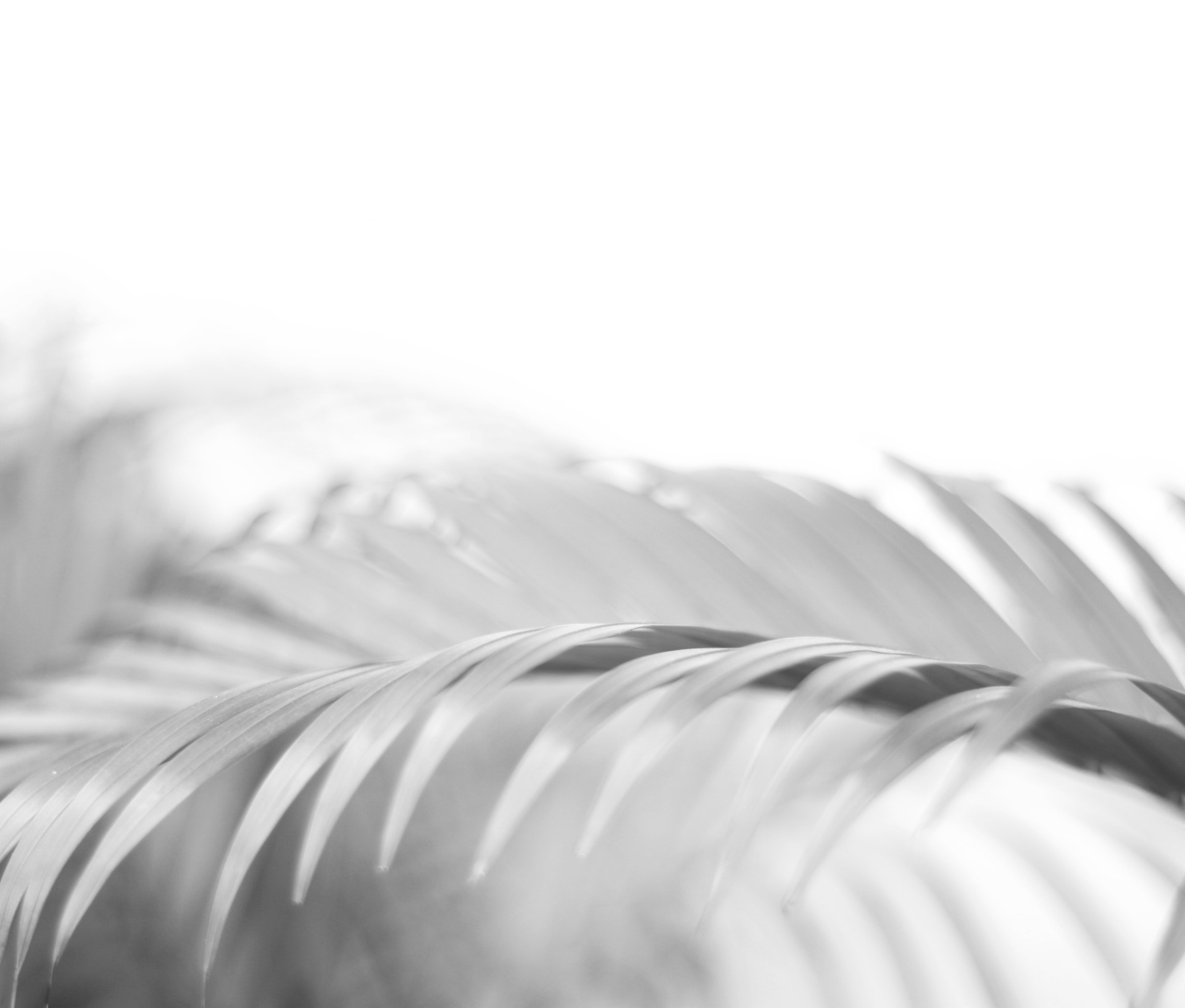 tropical branch black palm leaf with shadow on transparent background ... tropical branch black palm leaf with shadow on transparent background ...
