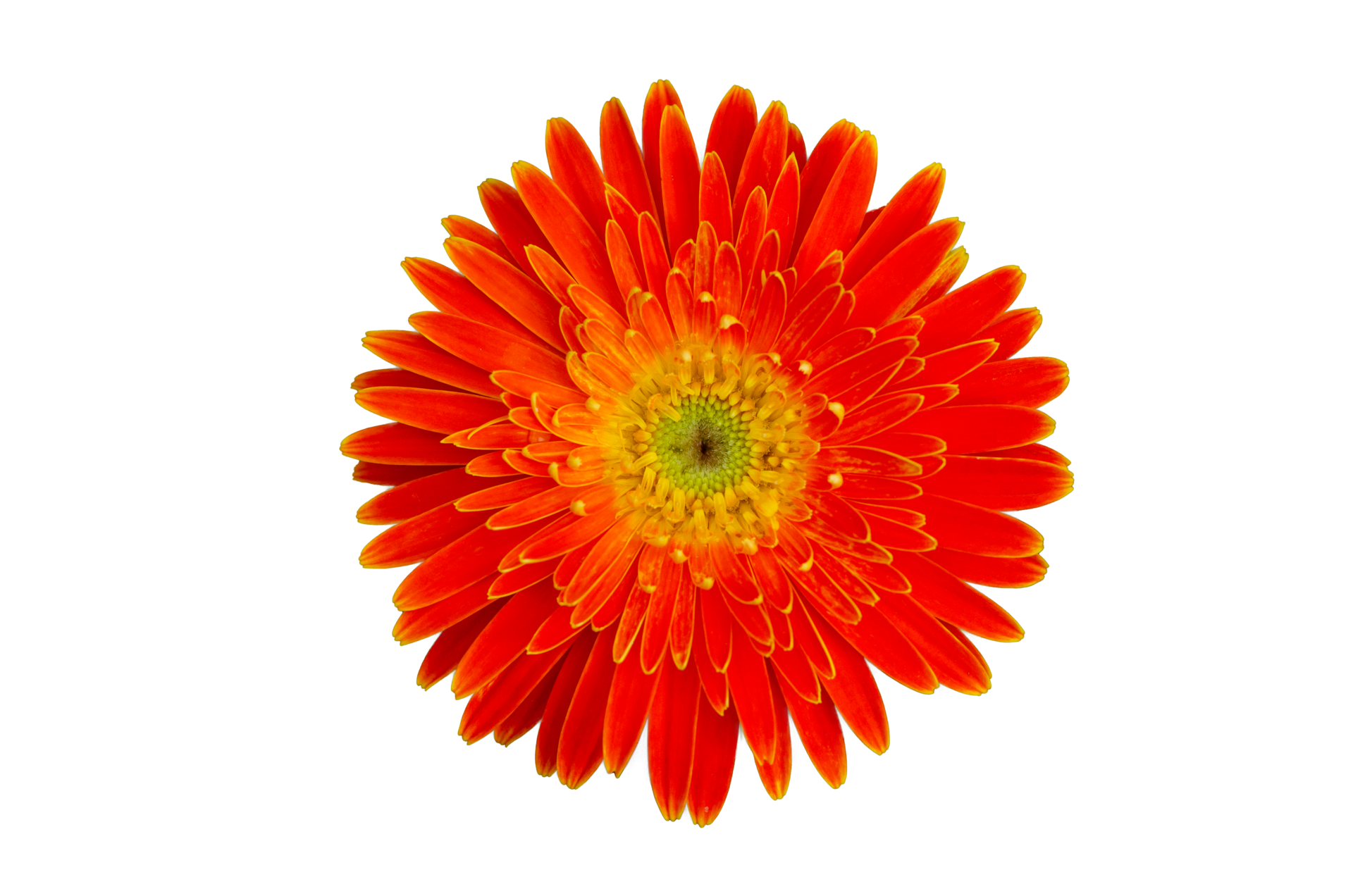 orange blume draufsicht isolieren auf transparentem hintergrund png ... orange blume draufsicht isolieren auf transparentem hintergrund png ...
