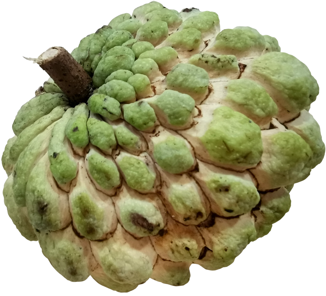 Chirimoya Png Para Descargar Gratis