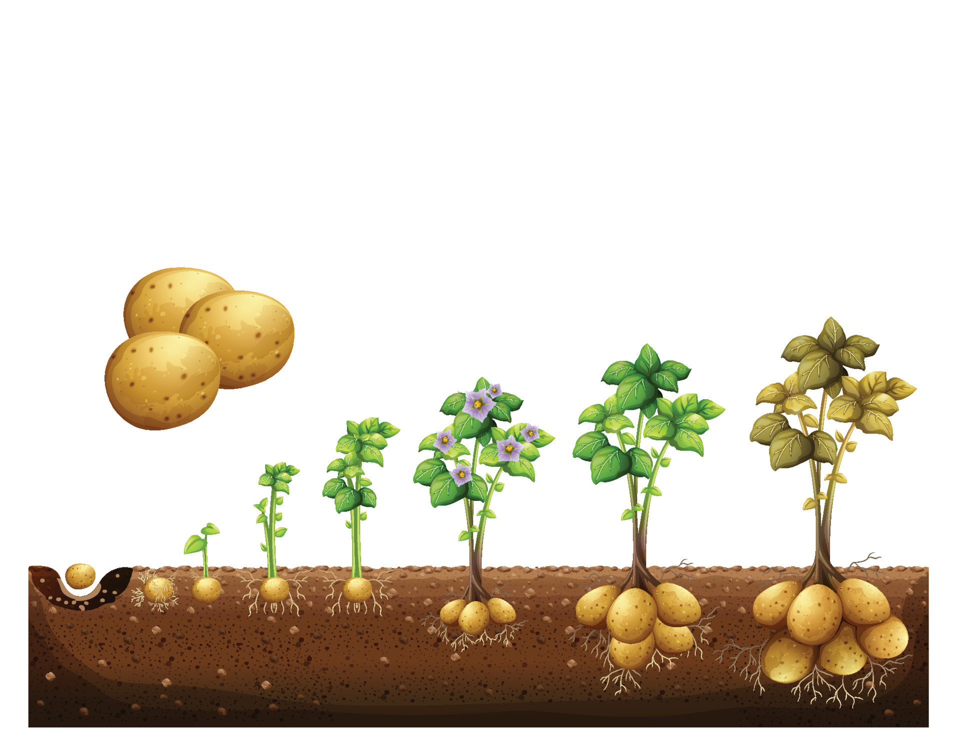 Carrot plant growth stages, The Growing process of carrot from seeds ... Carrot plant growth stages, The Growing process of carrot from seeds ...