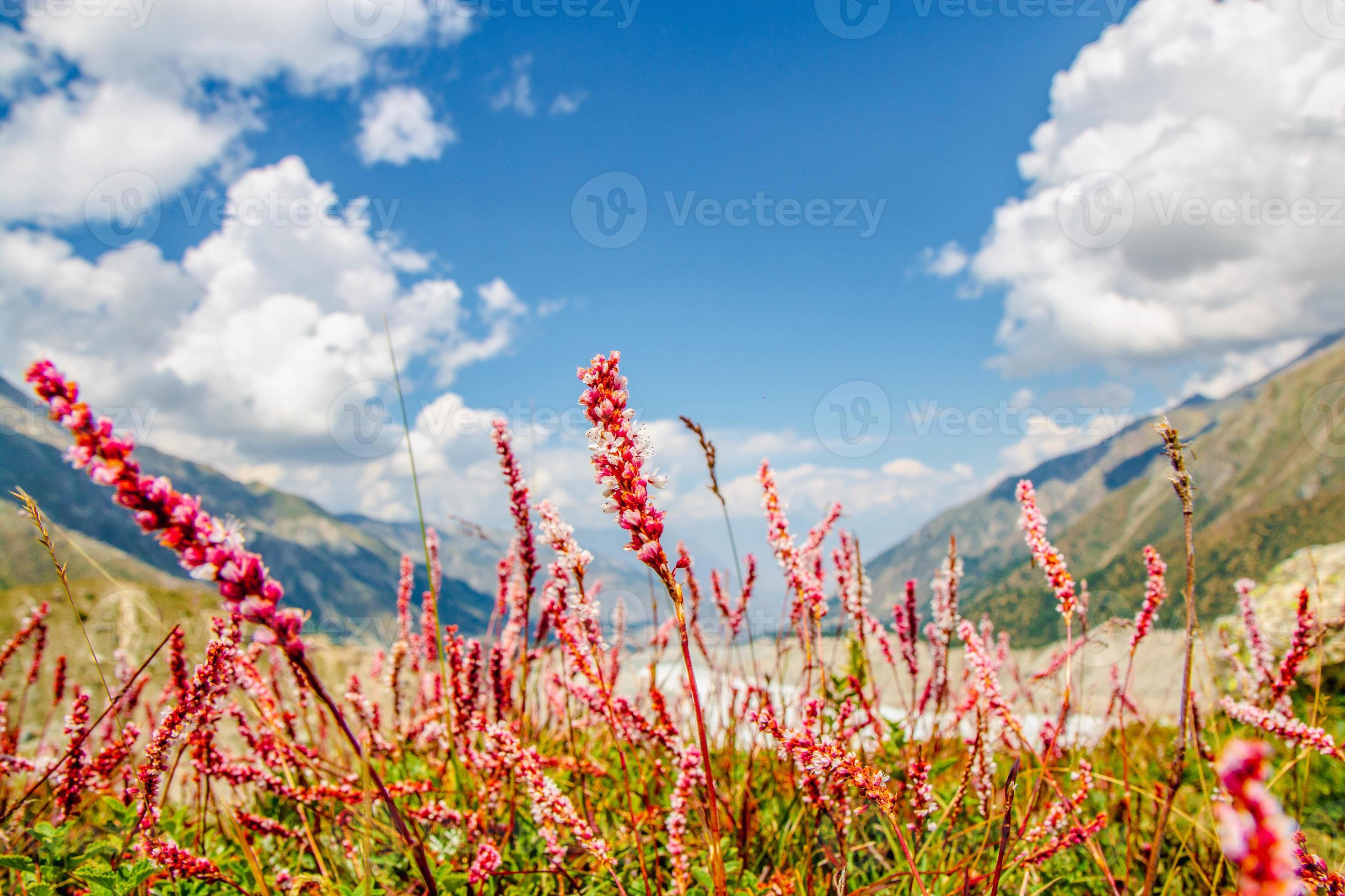 Beautiful landscape flowers green mountains view fairy meadows nanga ...