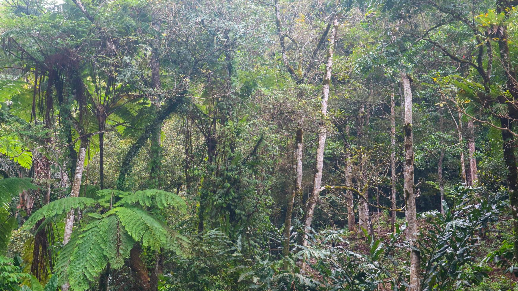 hermosos árboles verdes en el fondo 15132618 Foto de stock en Vecteezy