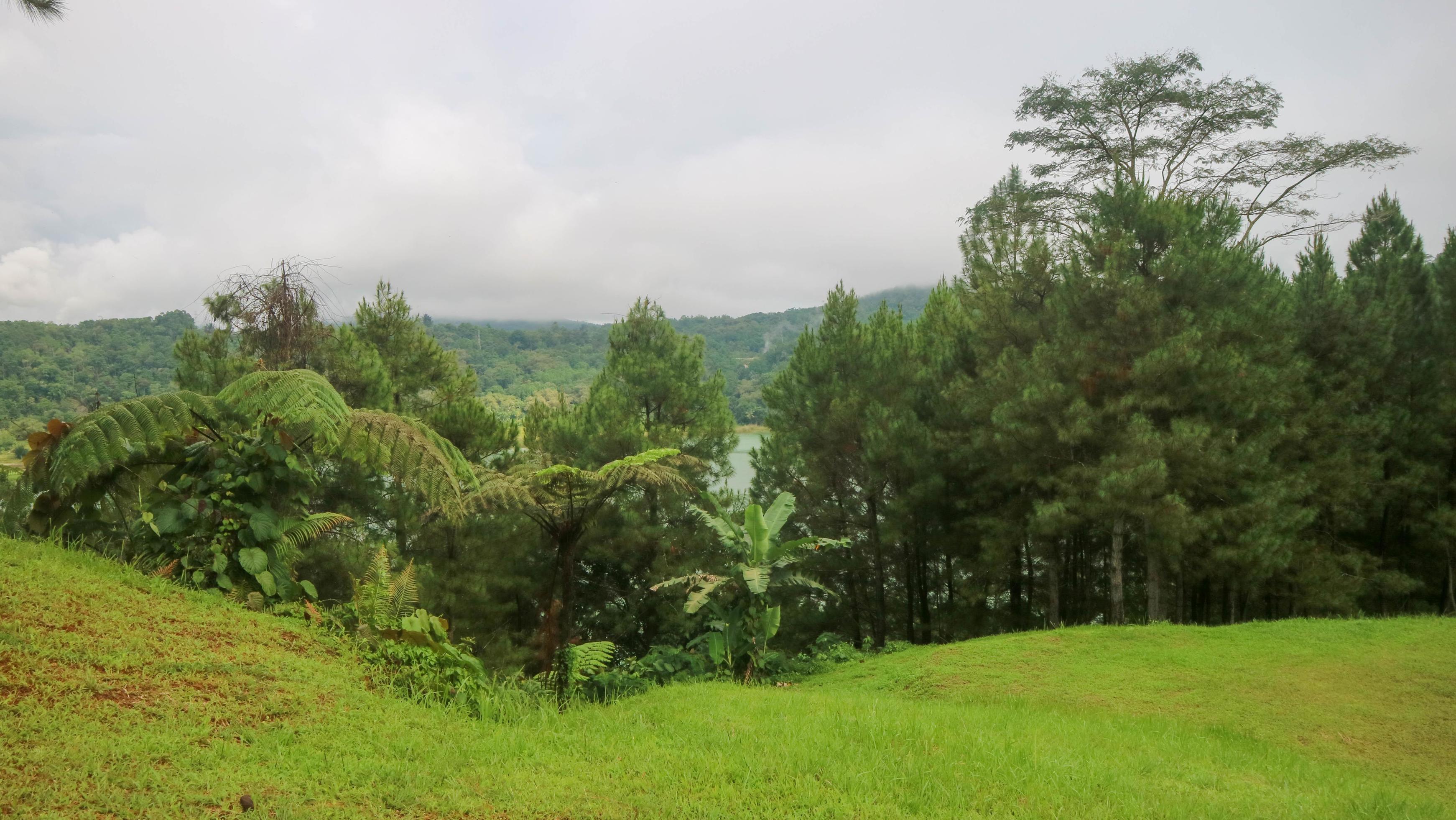 beautiful and amazing trees with cloudy sky 15132626 Stock Photo at ...