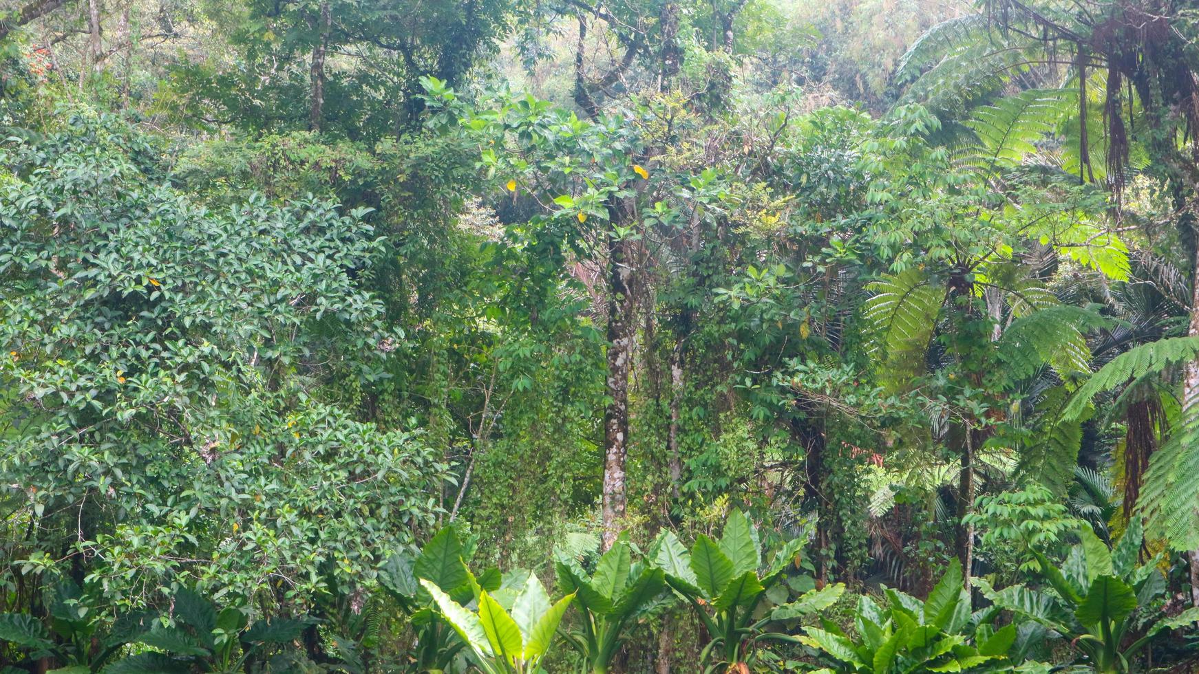 hermosos árboles verdes en el fondo 15132694 Foto de stock en Vecteezy