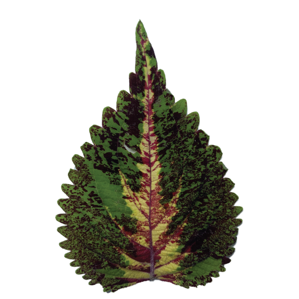 Aesthetic Green Leaf 15158329 Png