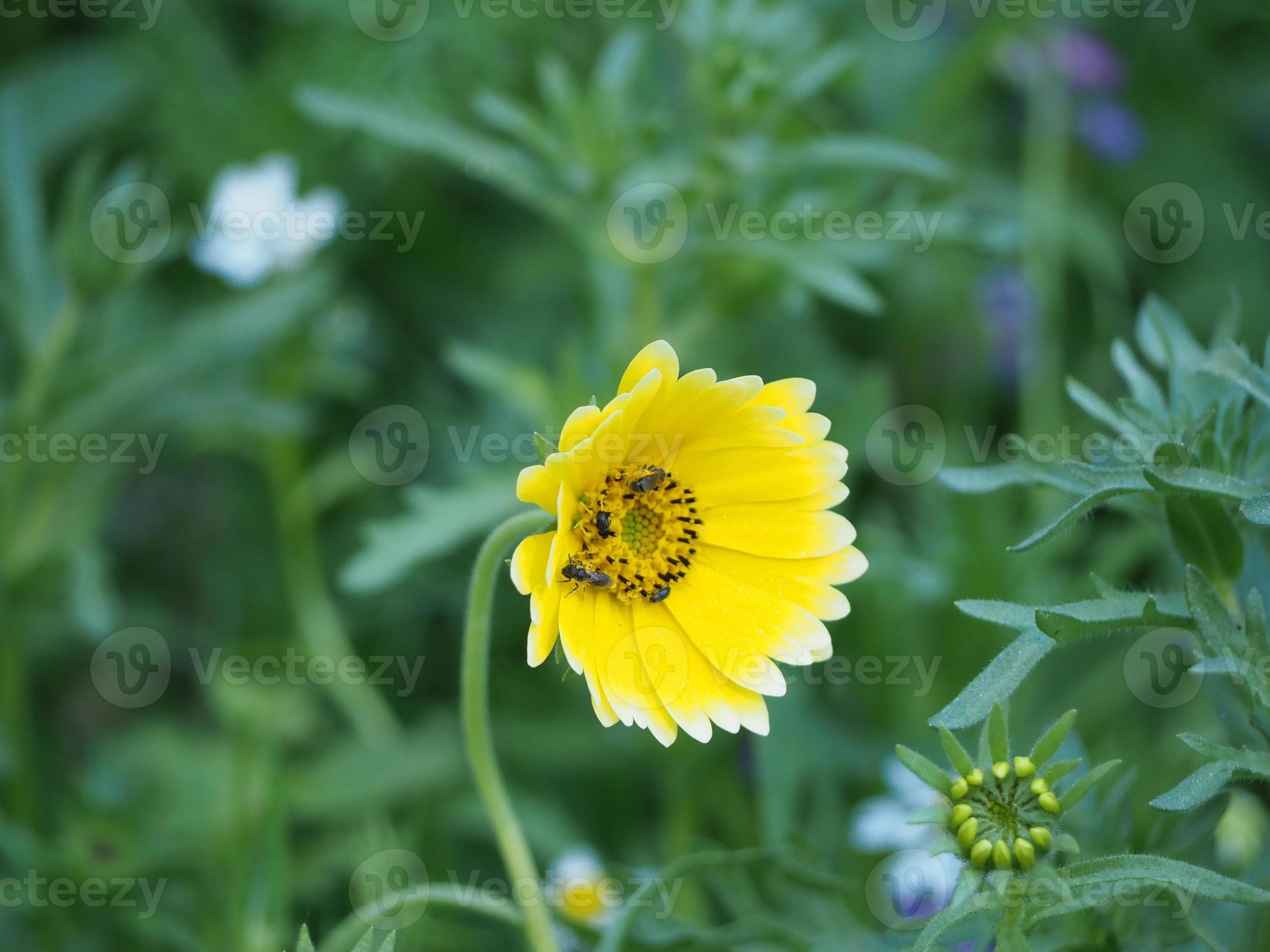 insects fetching nectar from flower 15170765 Stock Photo at Vecteezy
