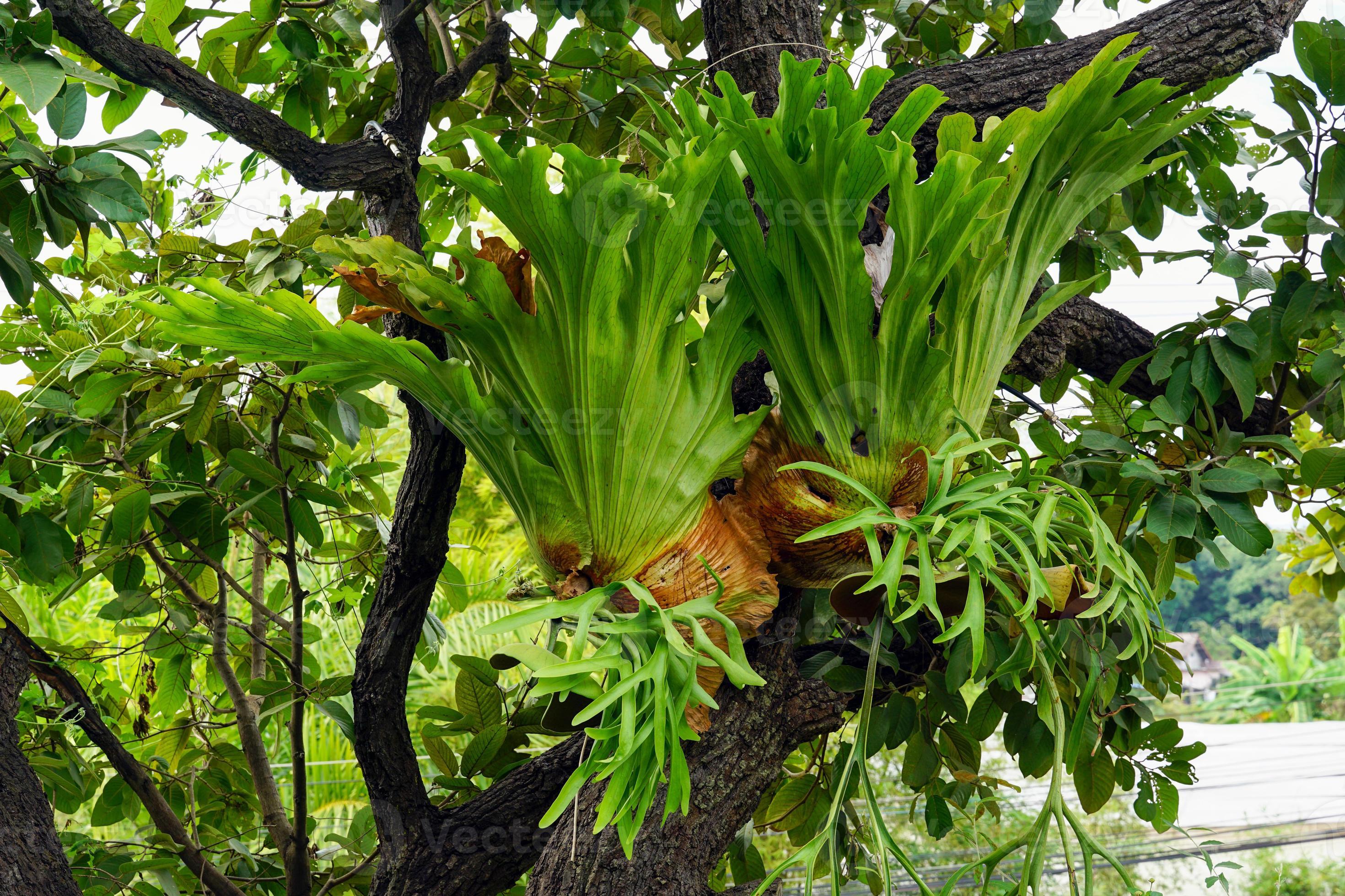 Holttum's Staghorn is a fern that lives on other plants. The upper leaf stalk grows up into a ...