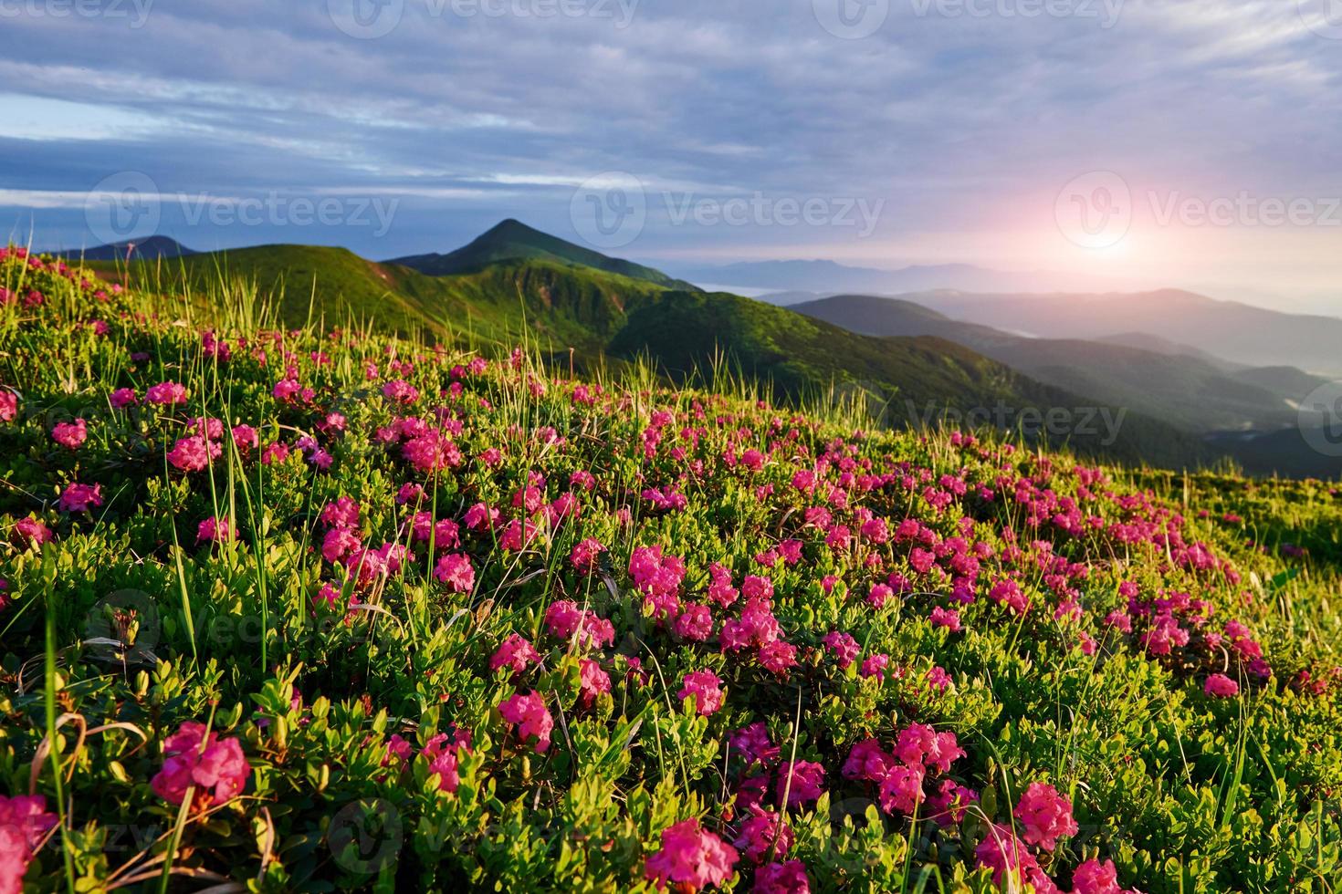 Flower fied. Majestic Carpathian mountains. Beautiful landscape ...