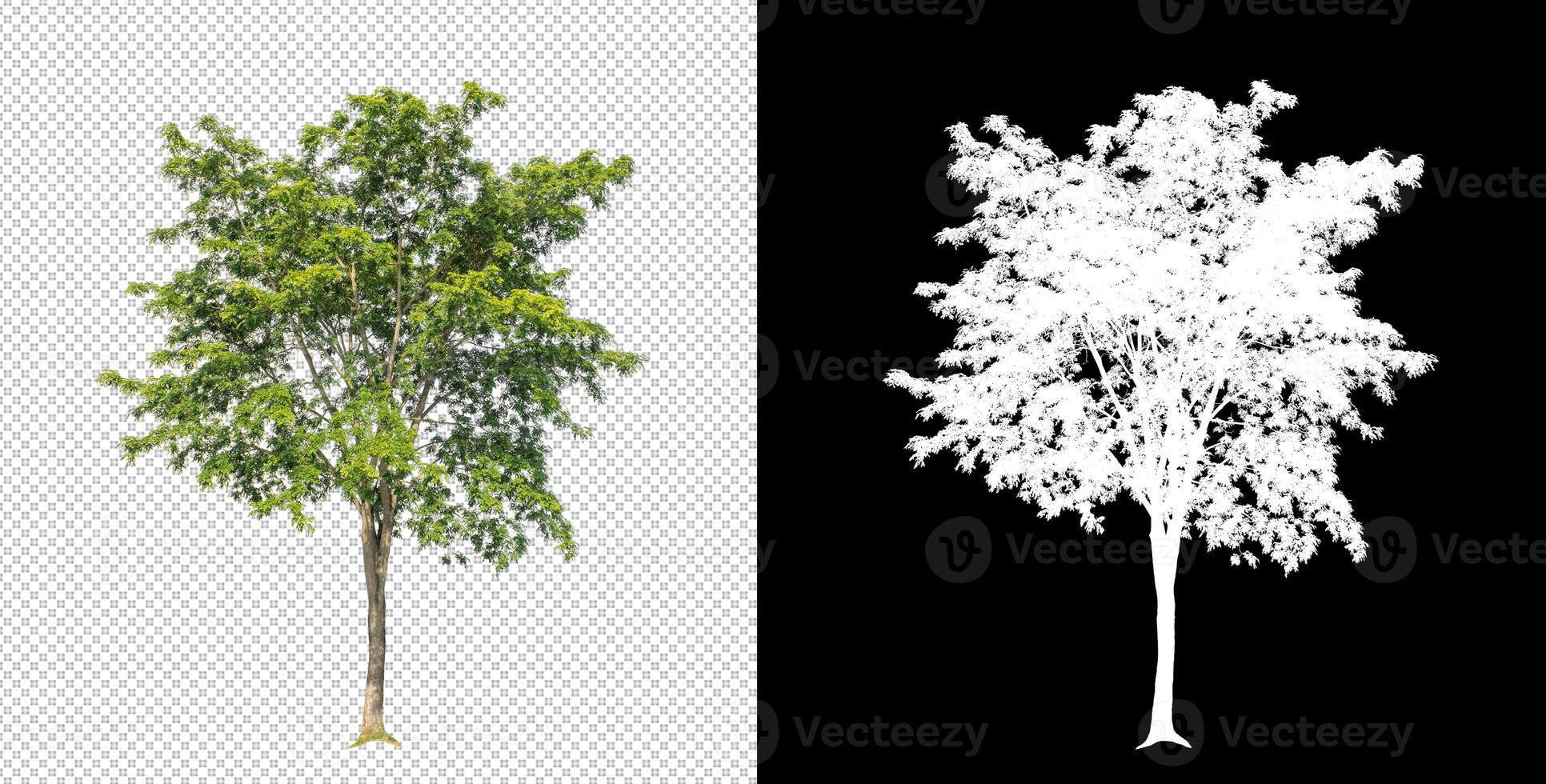 Tree on transparent picture background with clipping path, single tree ... Tree on transparent picture background with clipping path, single tree ...