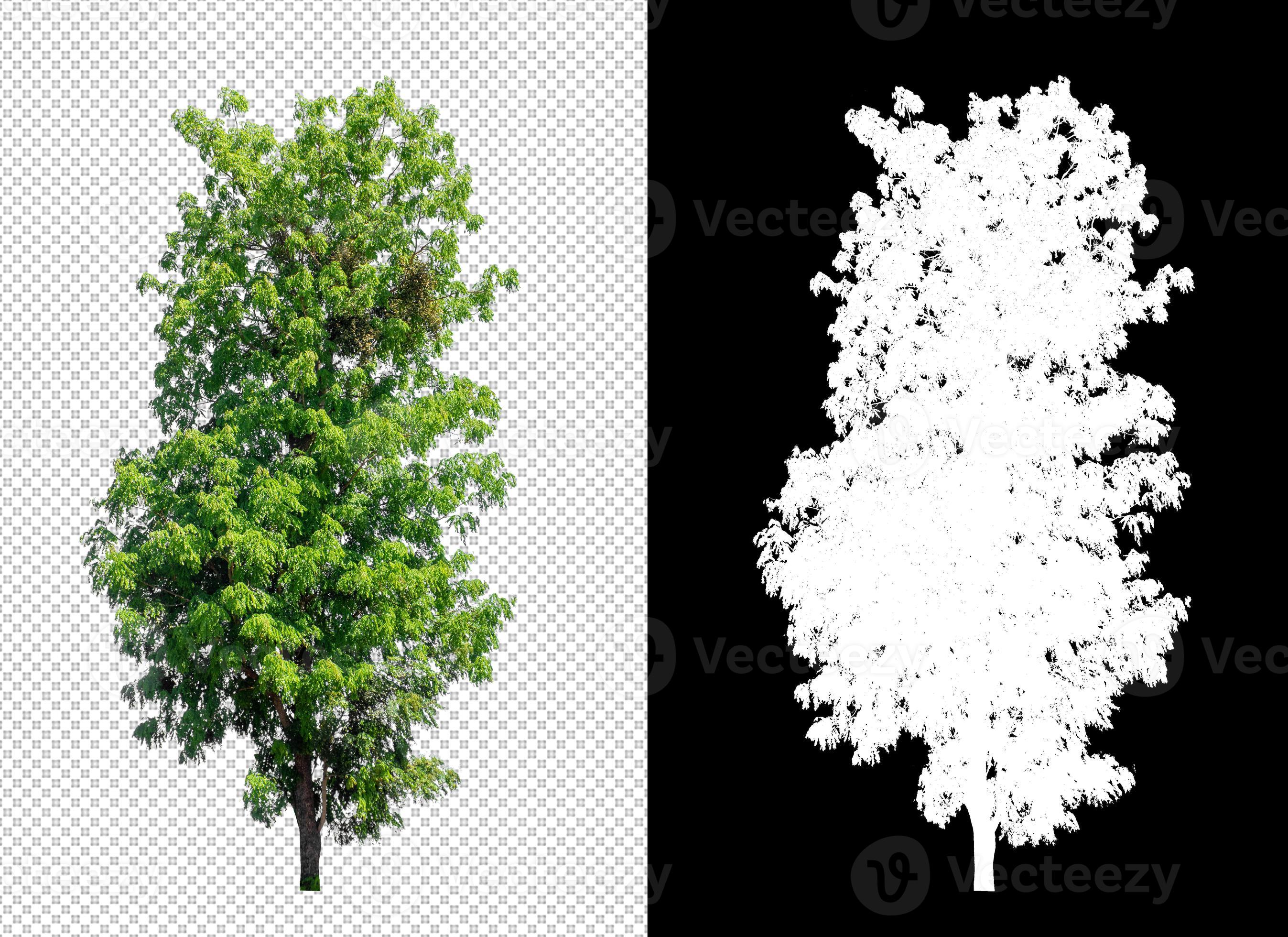 Tree on transparent picture background with clipping path, single tree ...