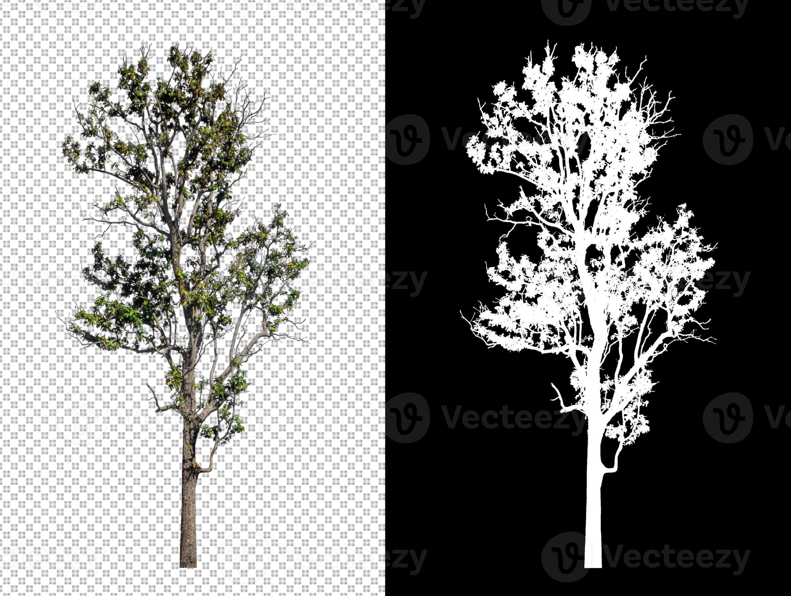 Tree on transparent picture background with clipping path, single tree ...