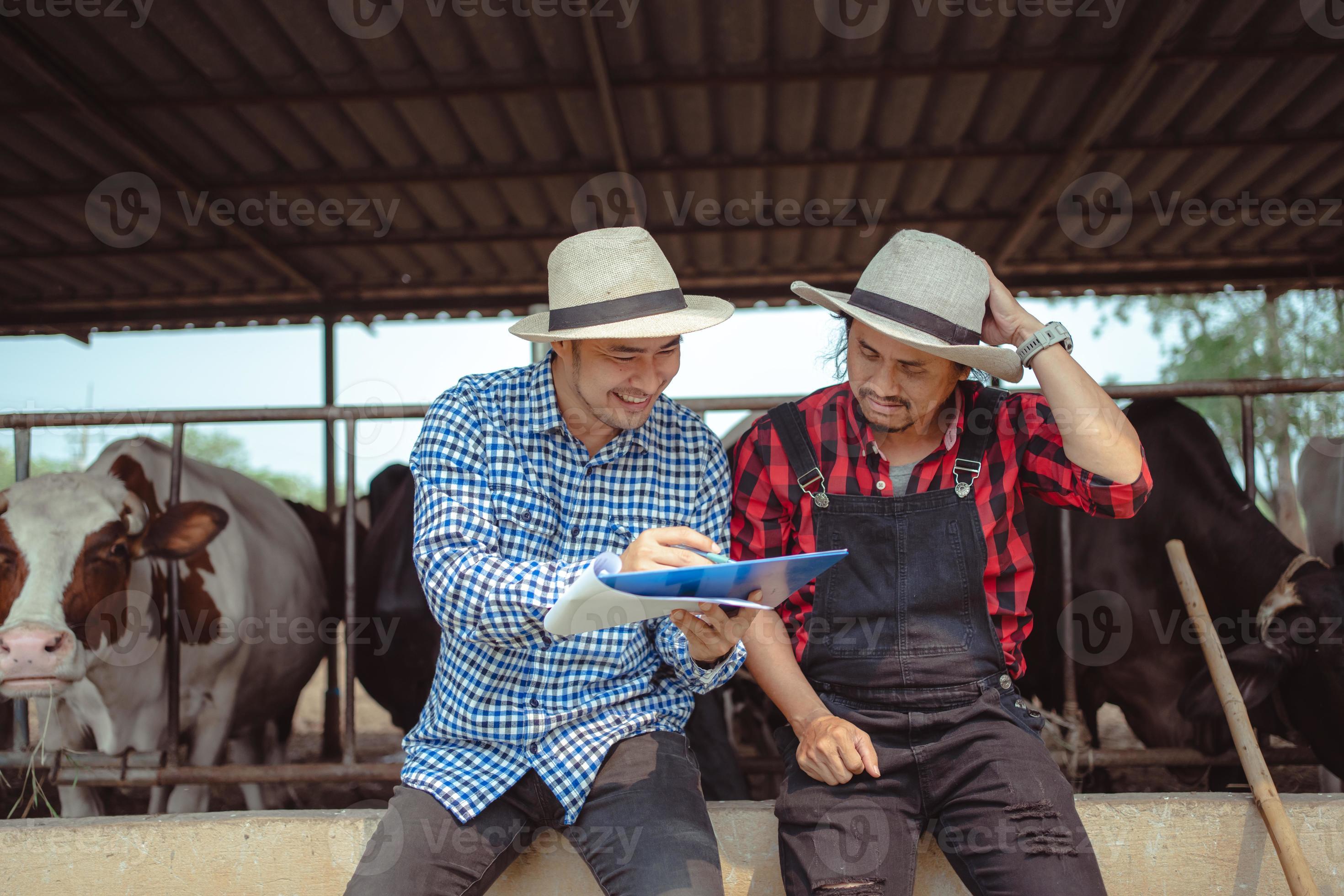 Two male farmer working and checking on his livestock in the dairy farm .Agriculture industry ...