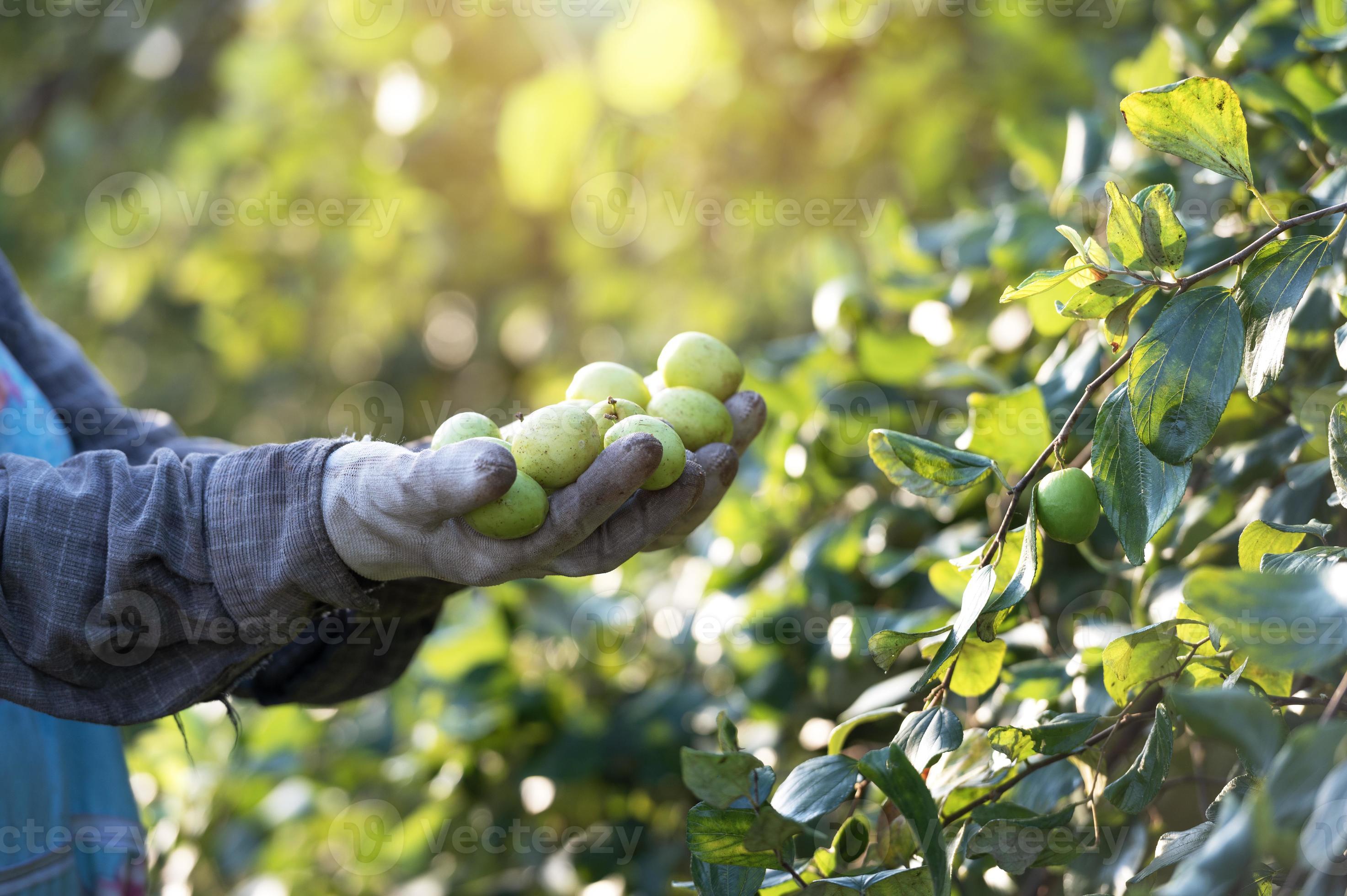 Chinese jujube fruit by farmer's hand Fresh jujube and jujube harvest ... Chinese jujube fruit by farmer's hand Fresh jujube and jujube harvest ...