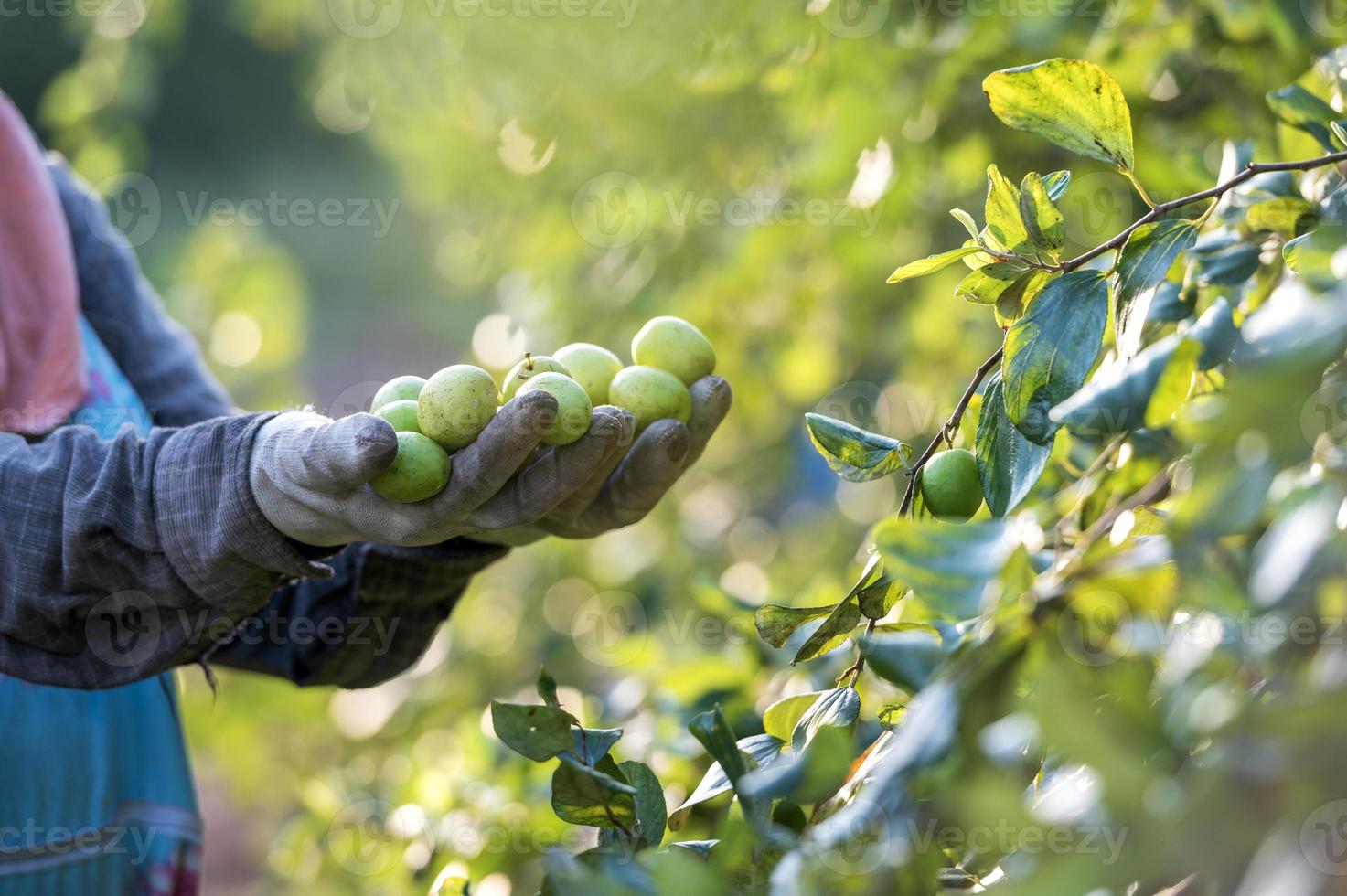 Chinese jujube fruit by farmer's hand Fresh jujube and jujube harvest ... Chinese jujube fruit by farmer's hand Fresh jujube and jujube harvest ...