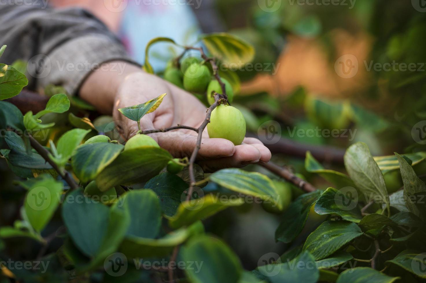 Chinese jujube fruit by farmer's hand Fresh jujube and jujube harvest ... Chinese jujube fruit by farmer's hand Fresh jujube and jujube harvest ...