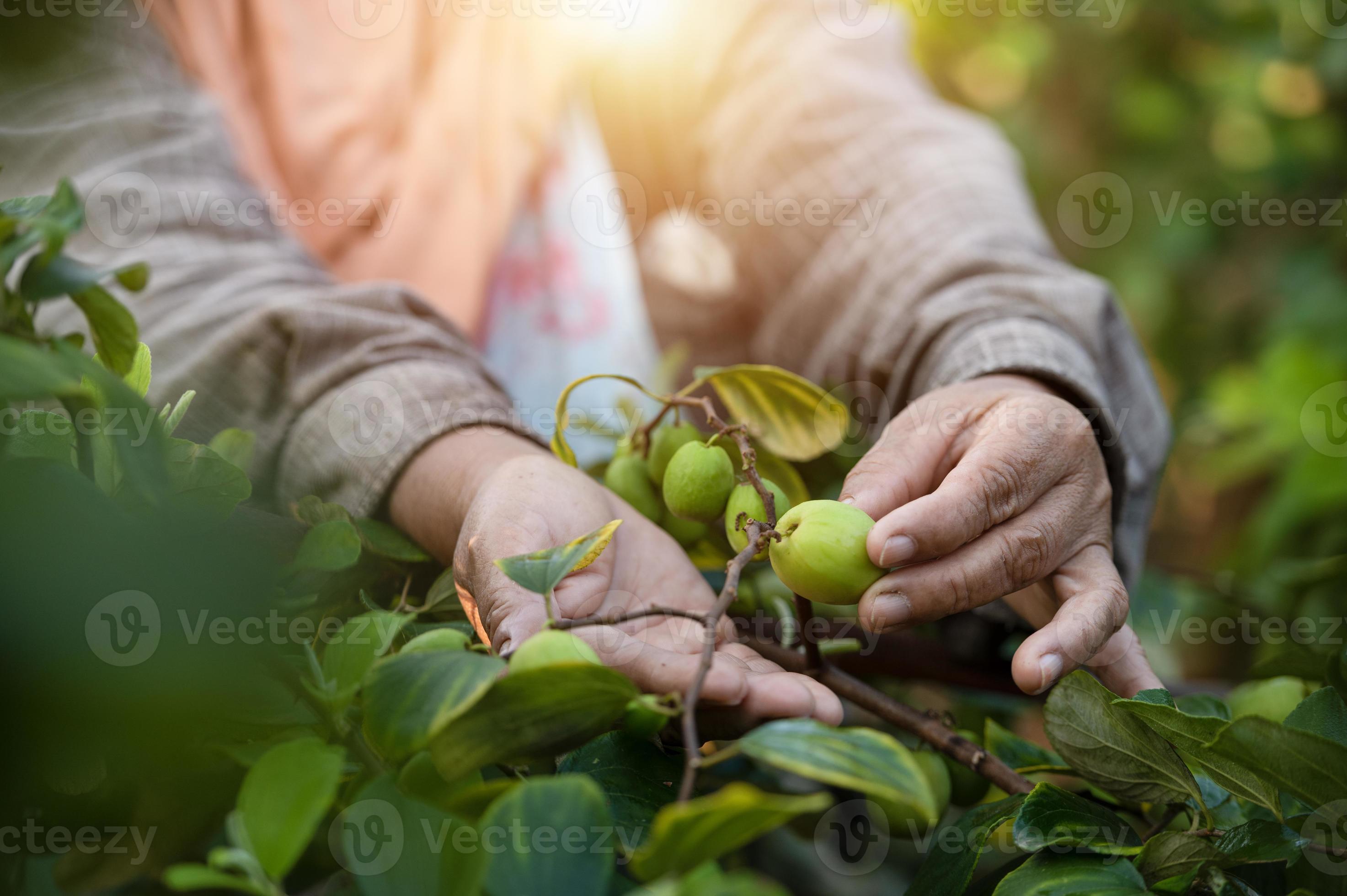 Chinese jujube fruit by farmer's hand Fresh jujube and jujube harvest ... Chinese jujube fruit by farmer's hand Fresh jujube and jujube harvest ...