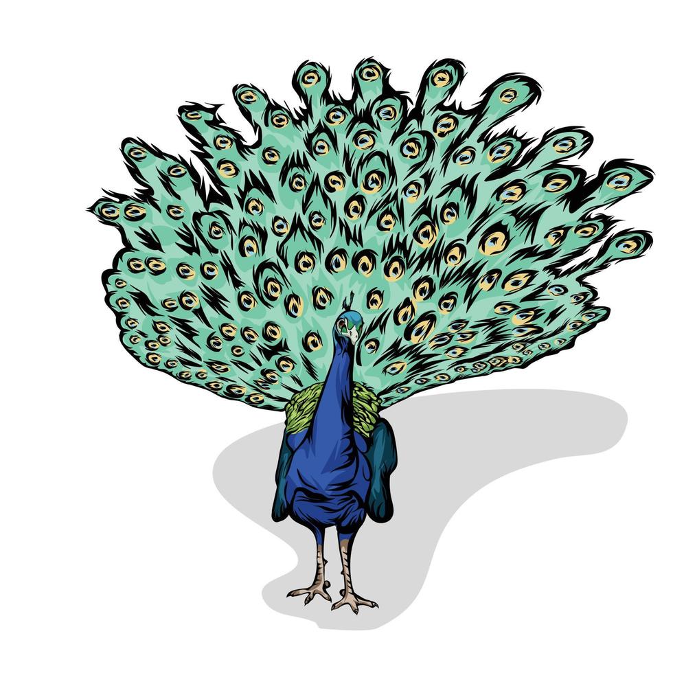 Beautiful Peacock Vector Illustration 15262404 Vector Art At Vecteezy