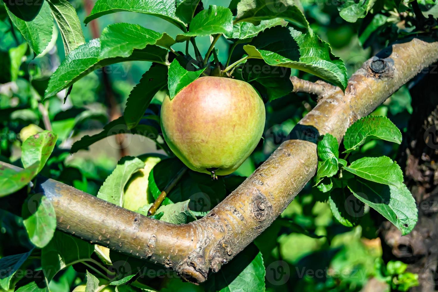 Photography on theme beautiful fruit branch apple tree 15269310 Stock ...
