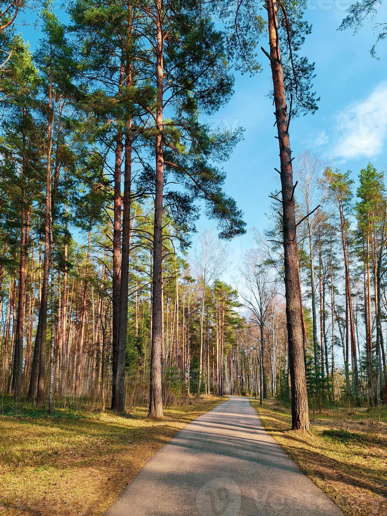 Asphalt path in the park among tall pine trees. Sunbeams and tree ...