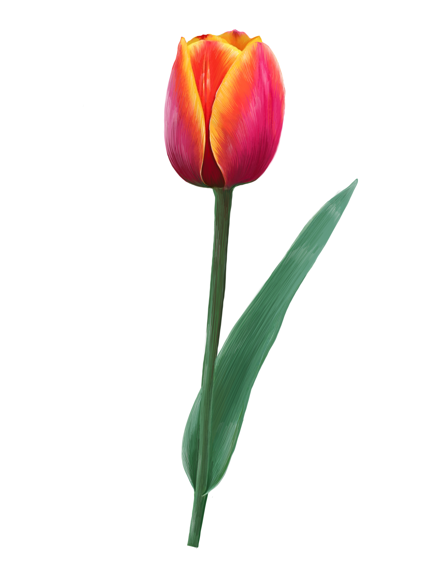 How To Draw Tulip Easy Tulip Flower Drawing Hd Png Do - vrogue.co How To Draw Tulip Easy Tulip Flower Drawing Hd Png Do - vrogue.co