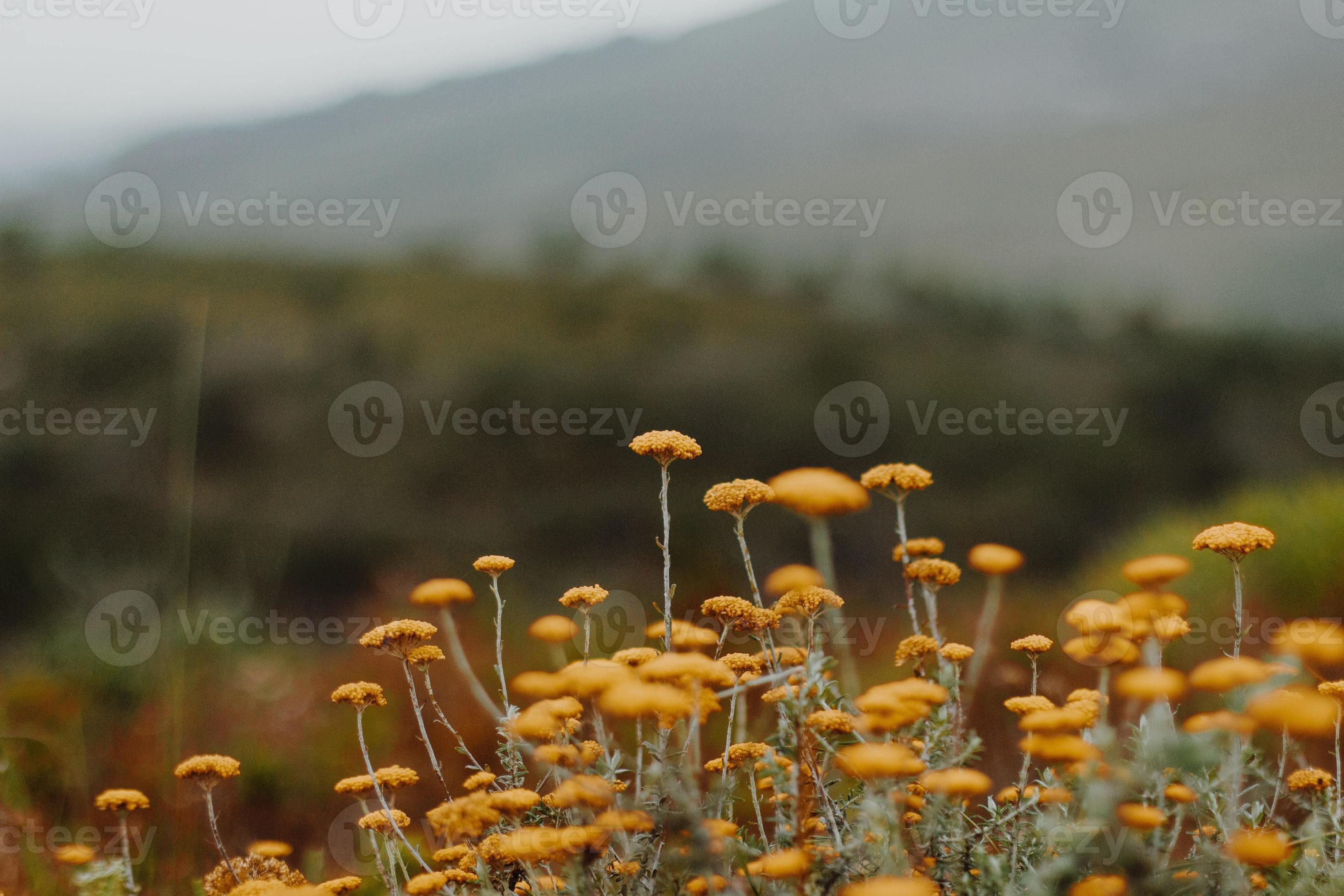 South African Fynbos 15274310 Stock Photo at Vecteezy