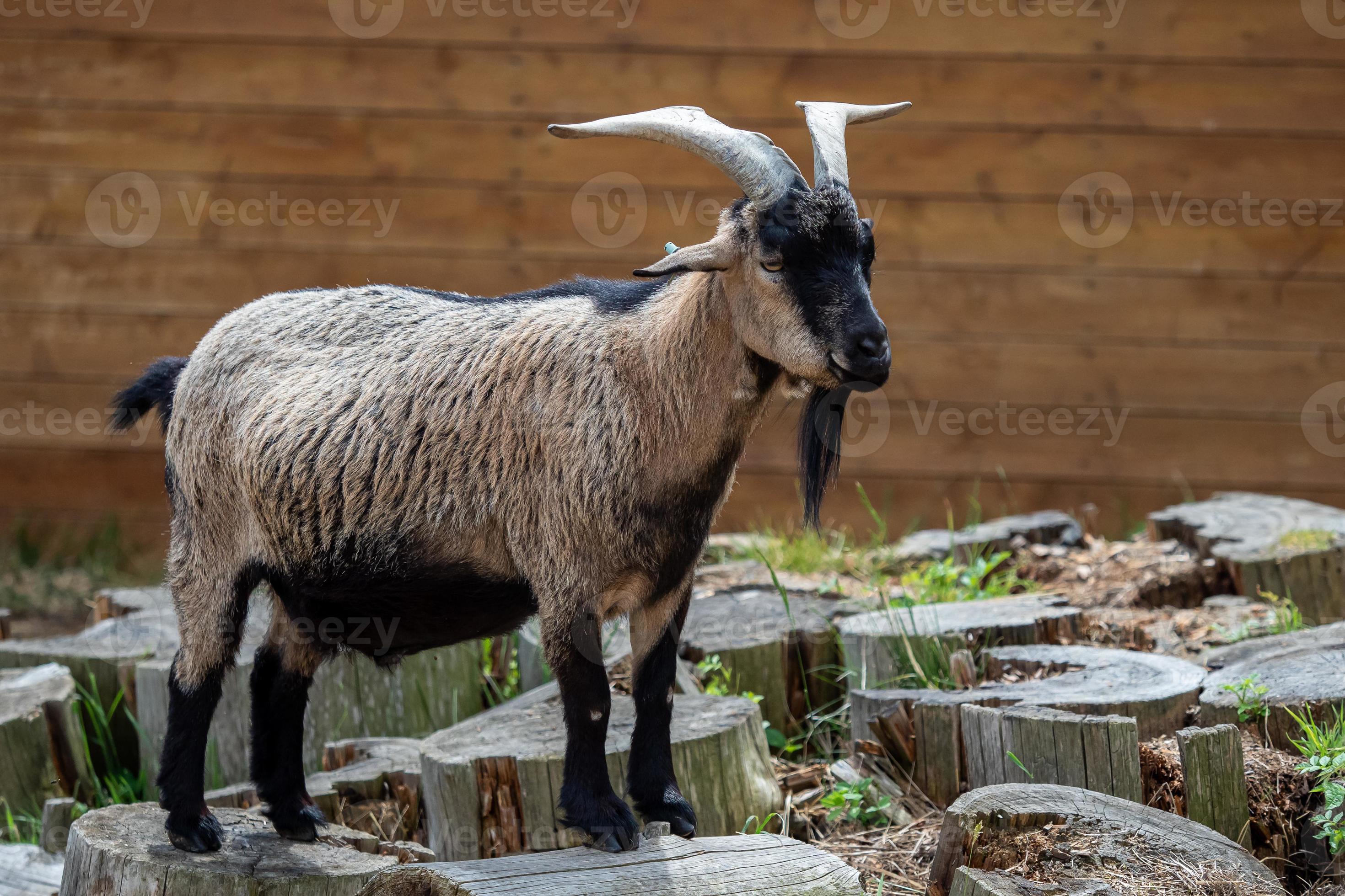 Domestic goat Capra hircus, farmed domestic animal. 15274612 Stock Photo at Vecteezy