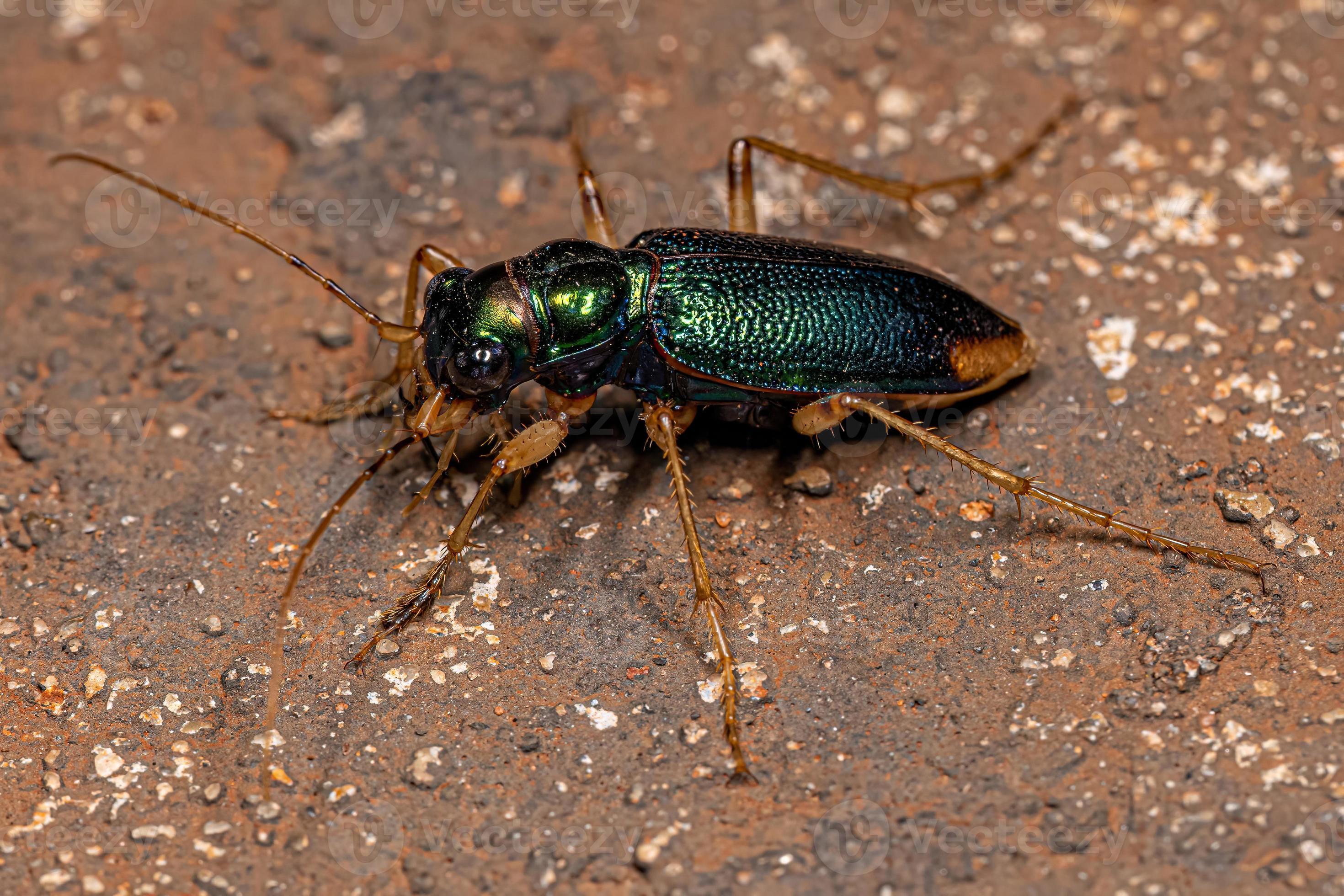 escarabajo tigre metálico adulto 15326297 Foto de stock en Vecteezy